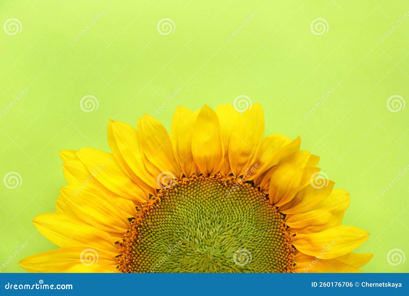 Beautiful Sunflower on Light Green Background, Top View. Space for Text ...