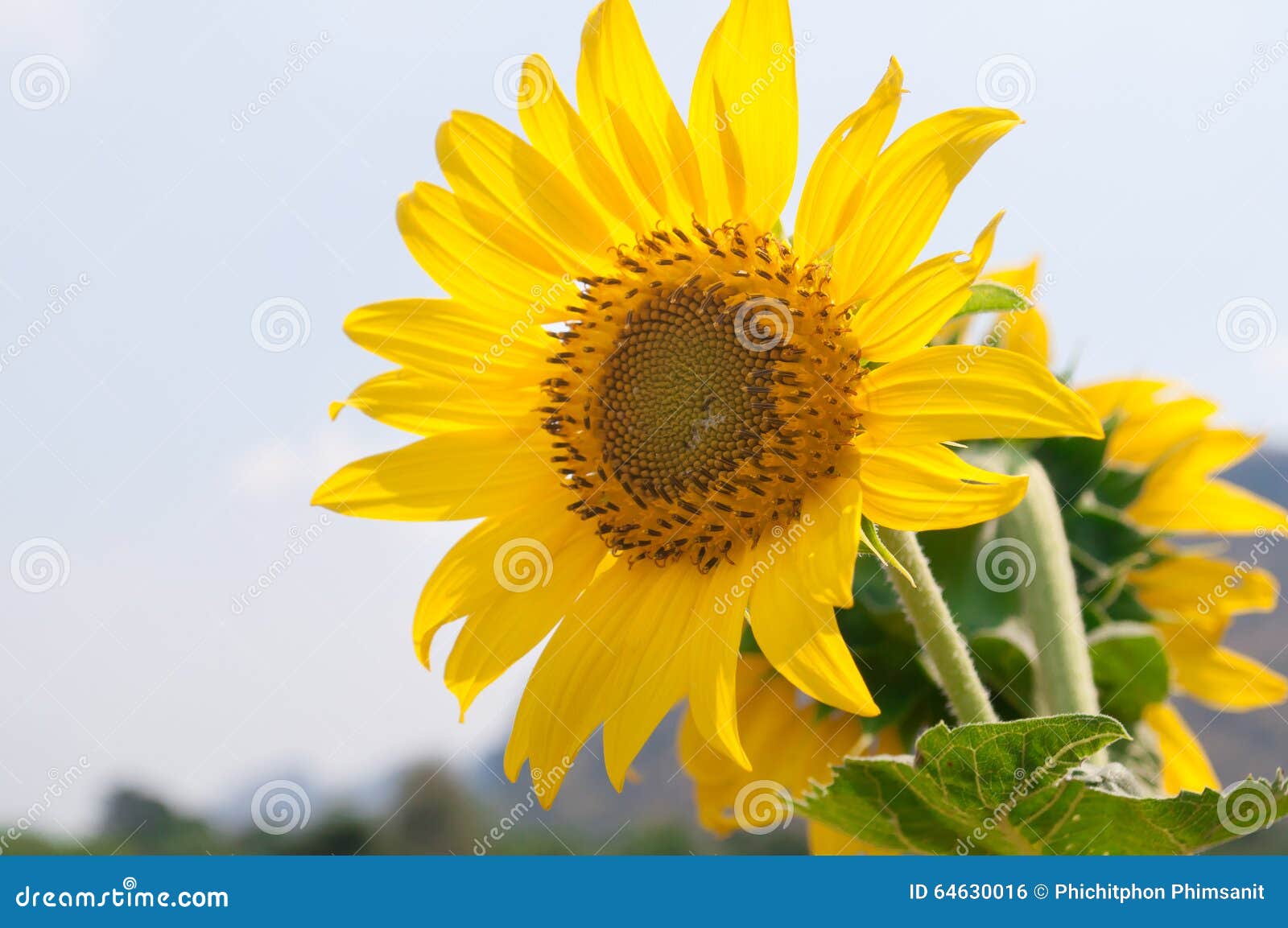 Beautiful Sunflower in Nature Garden Stock Photo - Image of helianthus ...