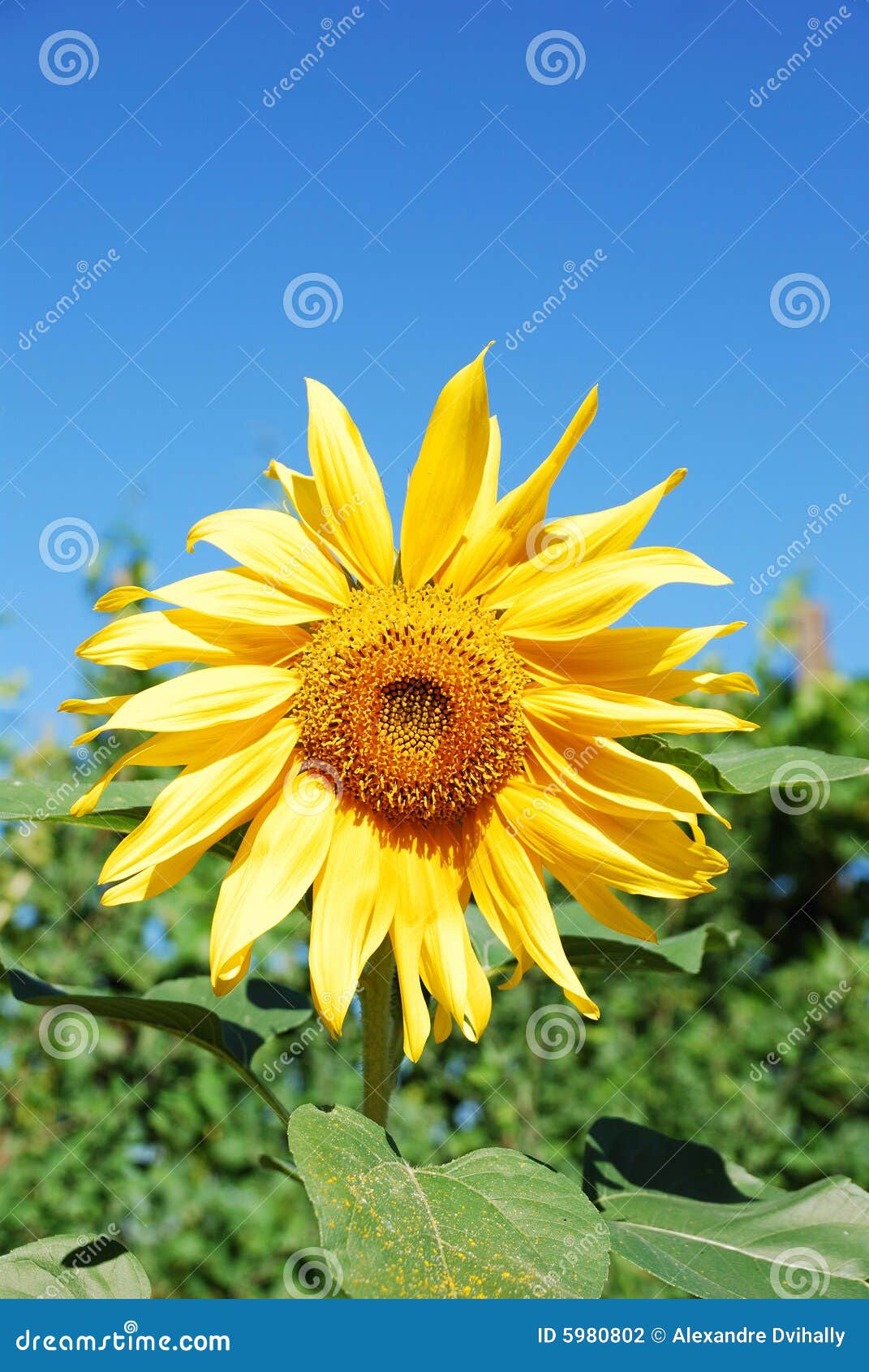 Beautiful sunflower plants stock photo. Image of sunny - 5980802