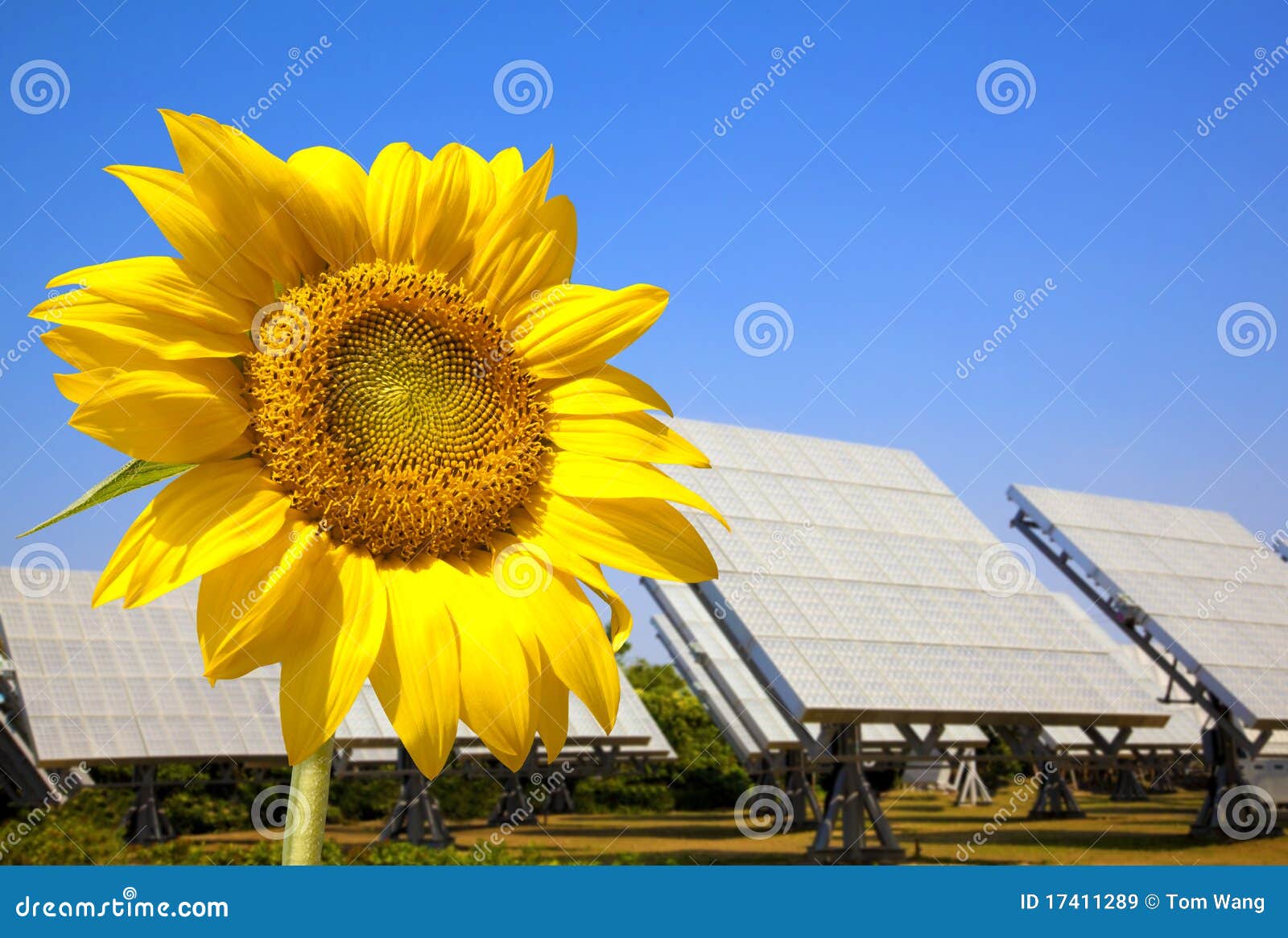 Beautiful Sunflower and Solar Panel and Power Plan Stock Image - Image ...