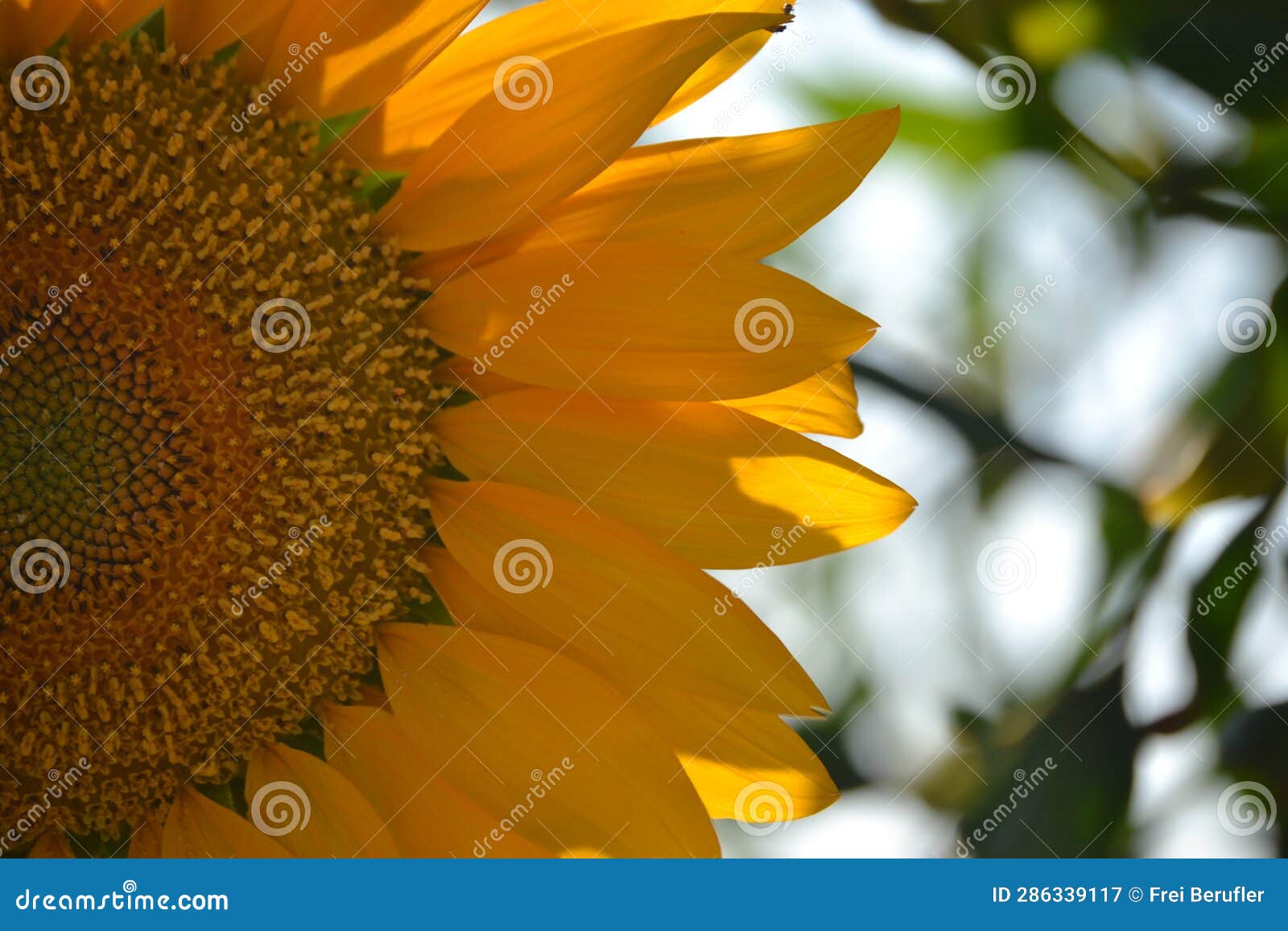 A Beautiful Sunflower on the Sunny Side Stock Image - Image of blossom ...
