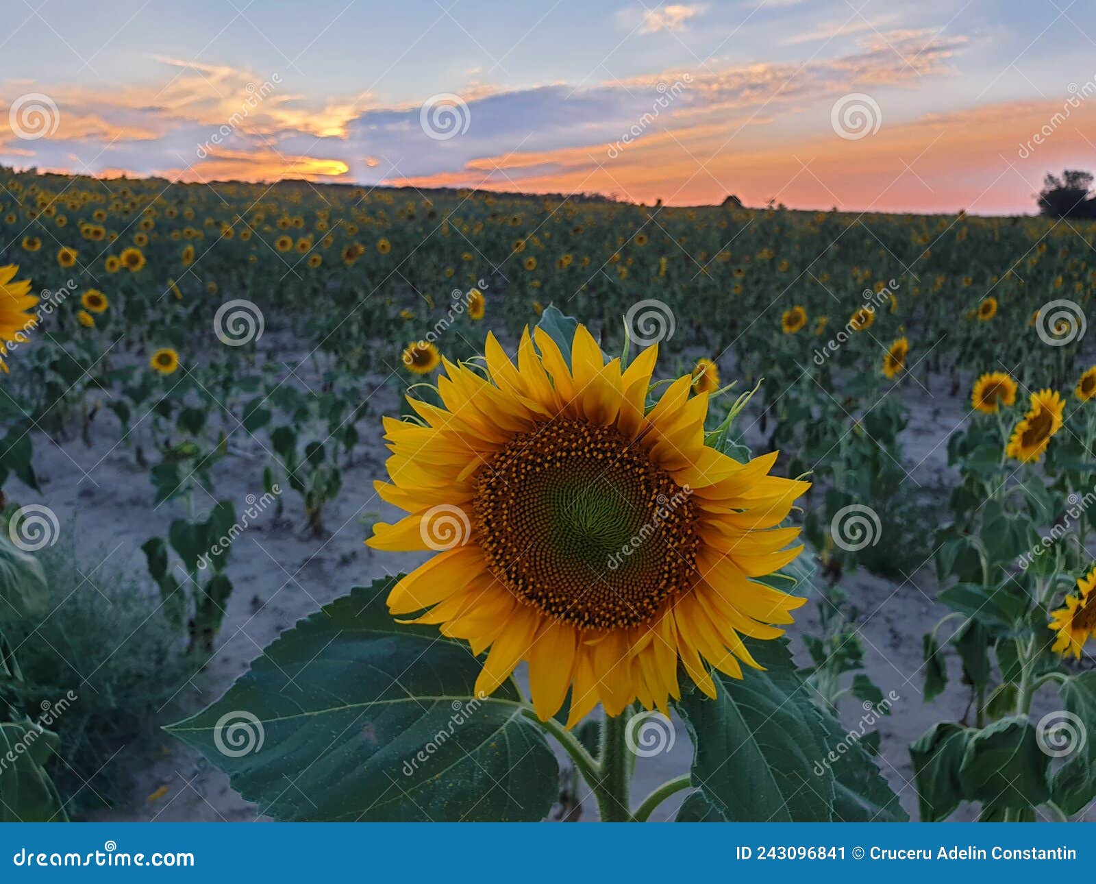Sunflower Sunset Stock Photo | CartoonDealer.com #37760604