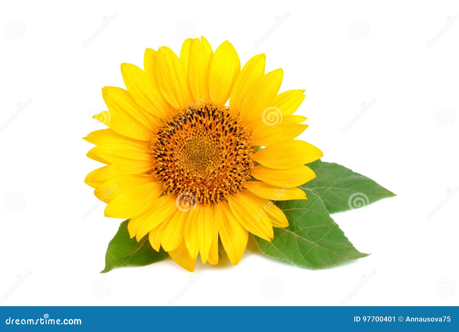 84,985 Sunflower Background White Background Stock Photos - Free & Royalty-Free Stock Photos ...