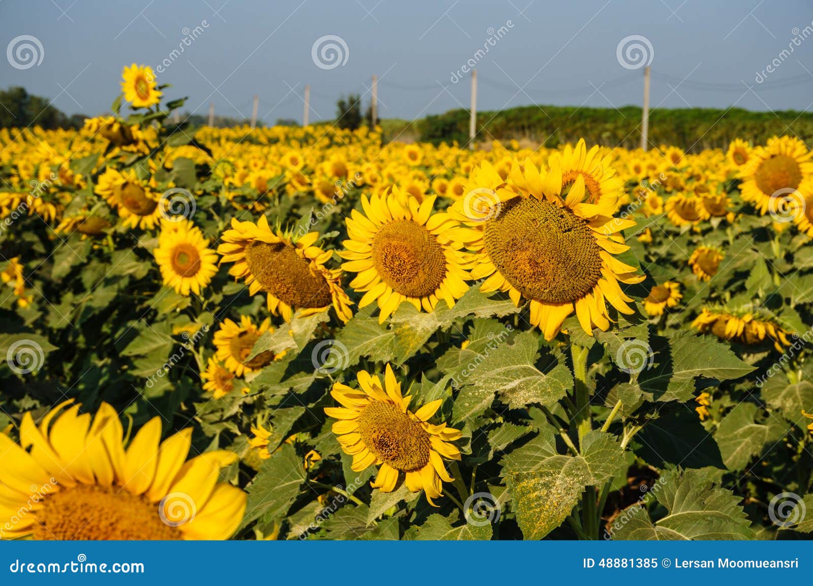 Beautiful sunflower stock image. Image of flower, blooming - 48881385