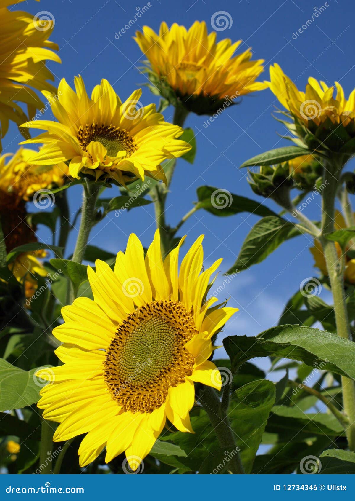 Beautiful sunflowers stock photo. Image of abstract, colorful - 12734346