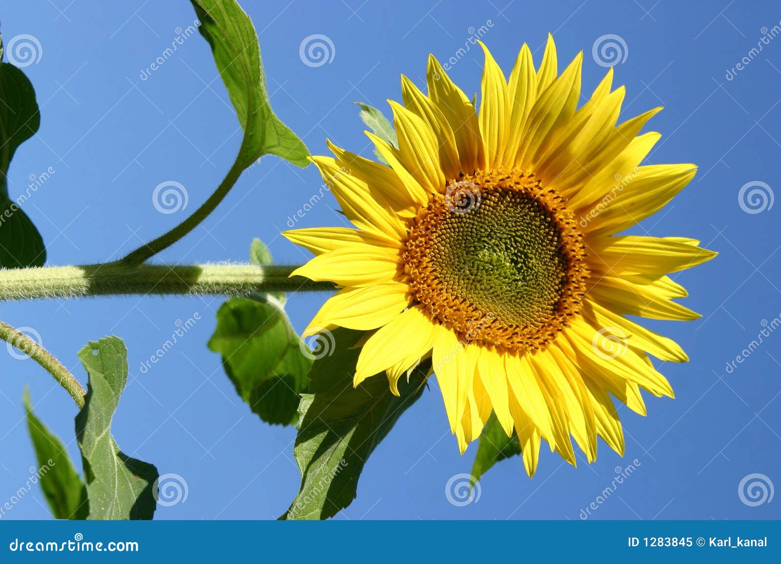Beautiful Sunflowers In Spring Field And The Plant Of Sunflower Is ...