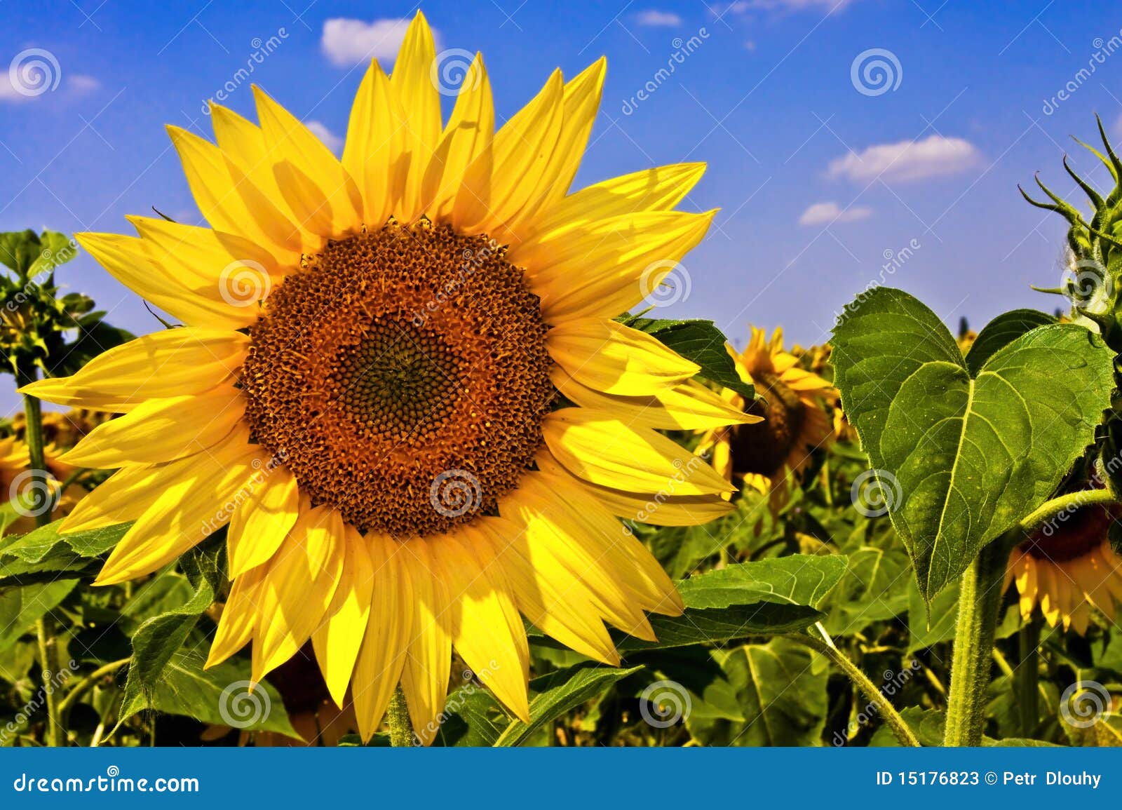 Beautiful sunflowers stock image. Image of garden, orange - 15176823