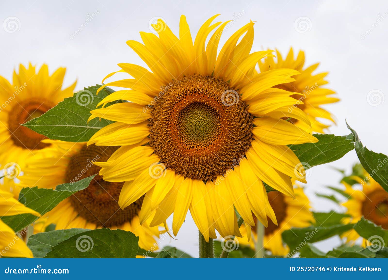 Beautiful sunflowers stock photo. Image of growth, seed - 25720746