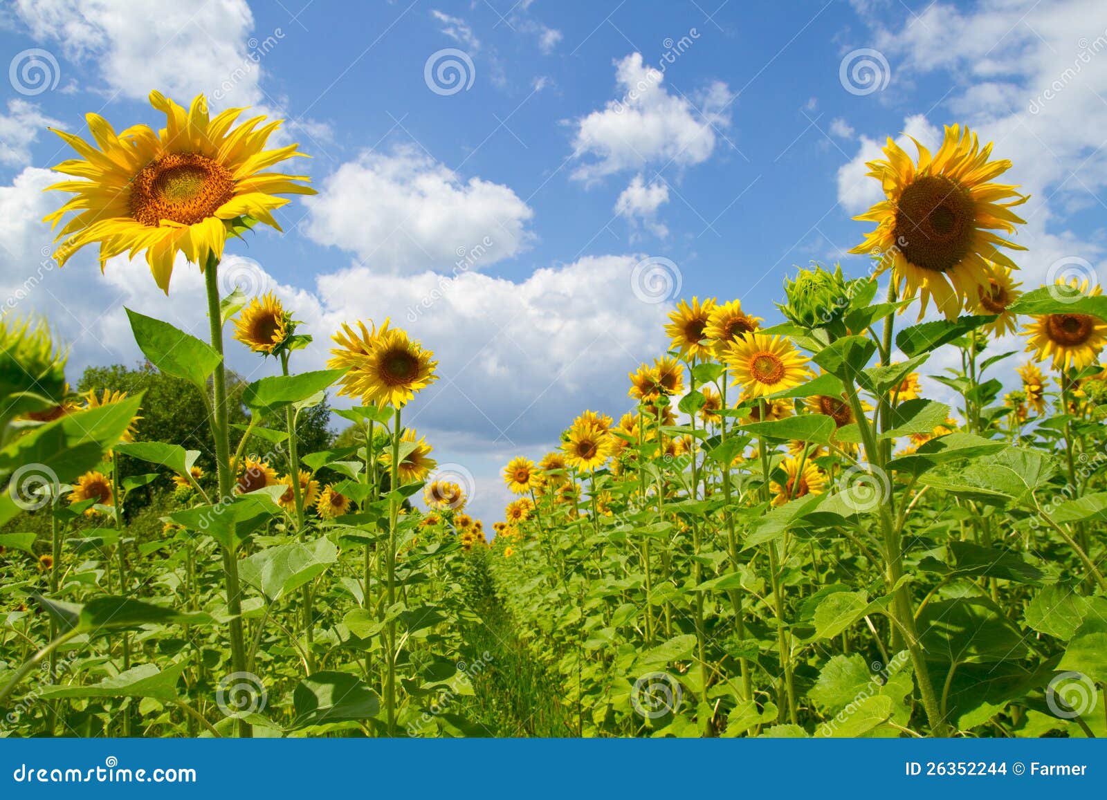 Beautiful Sunflowers In Spring Field And The Plant Of Sunflower Is ...