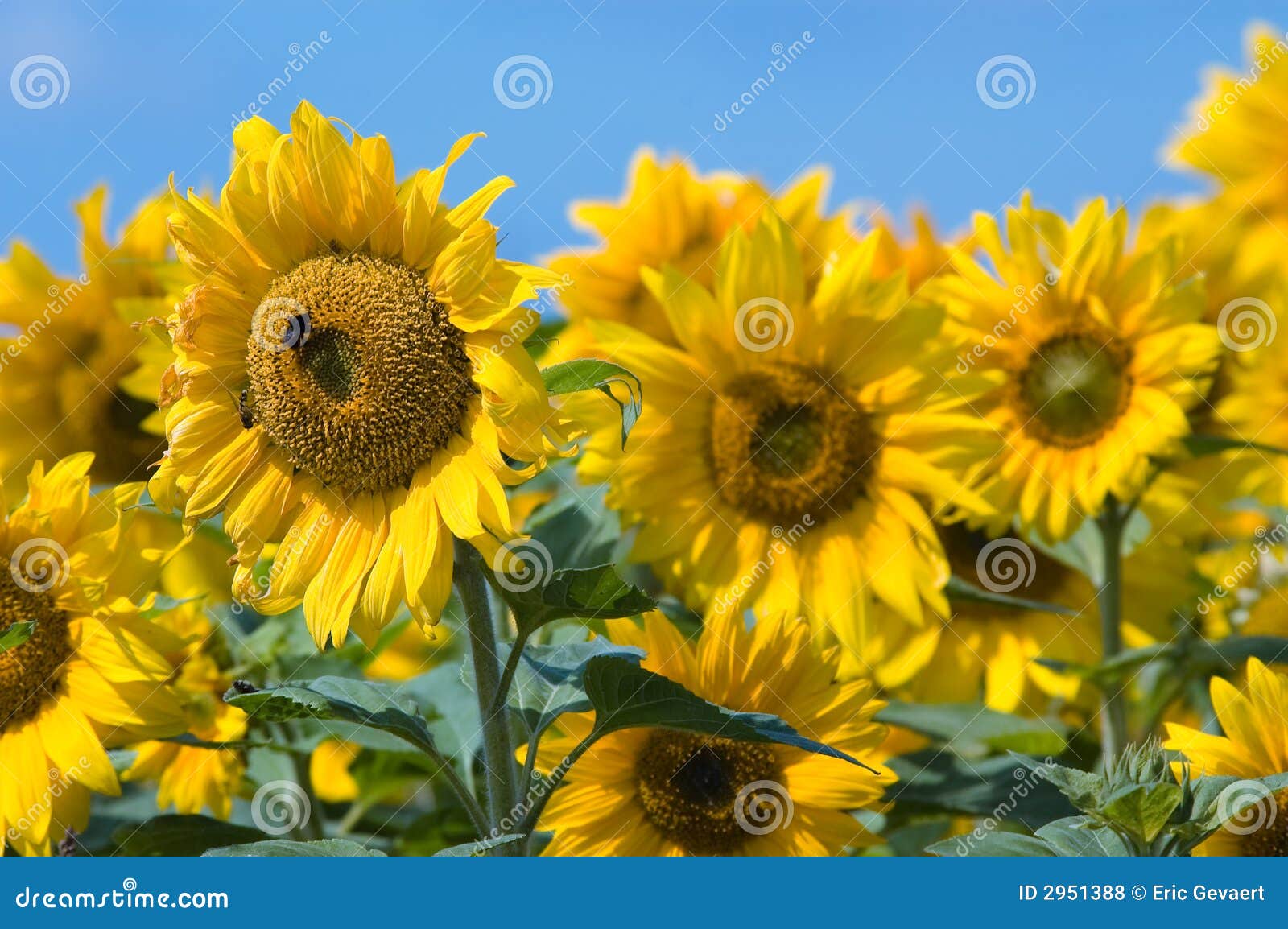 Beautiful Sunflowers In Spring Field And The Plant Of Sunflower Is ...