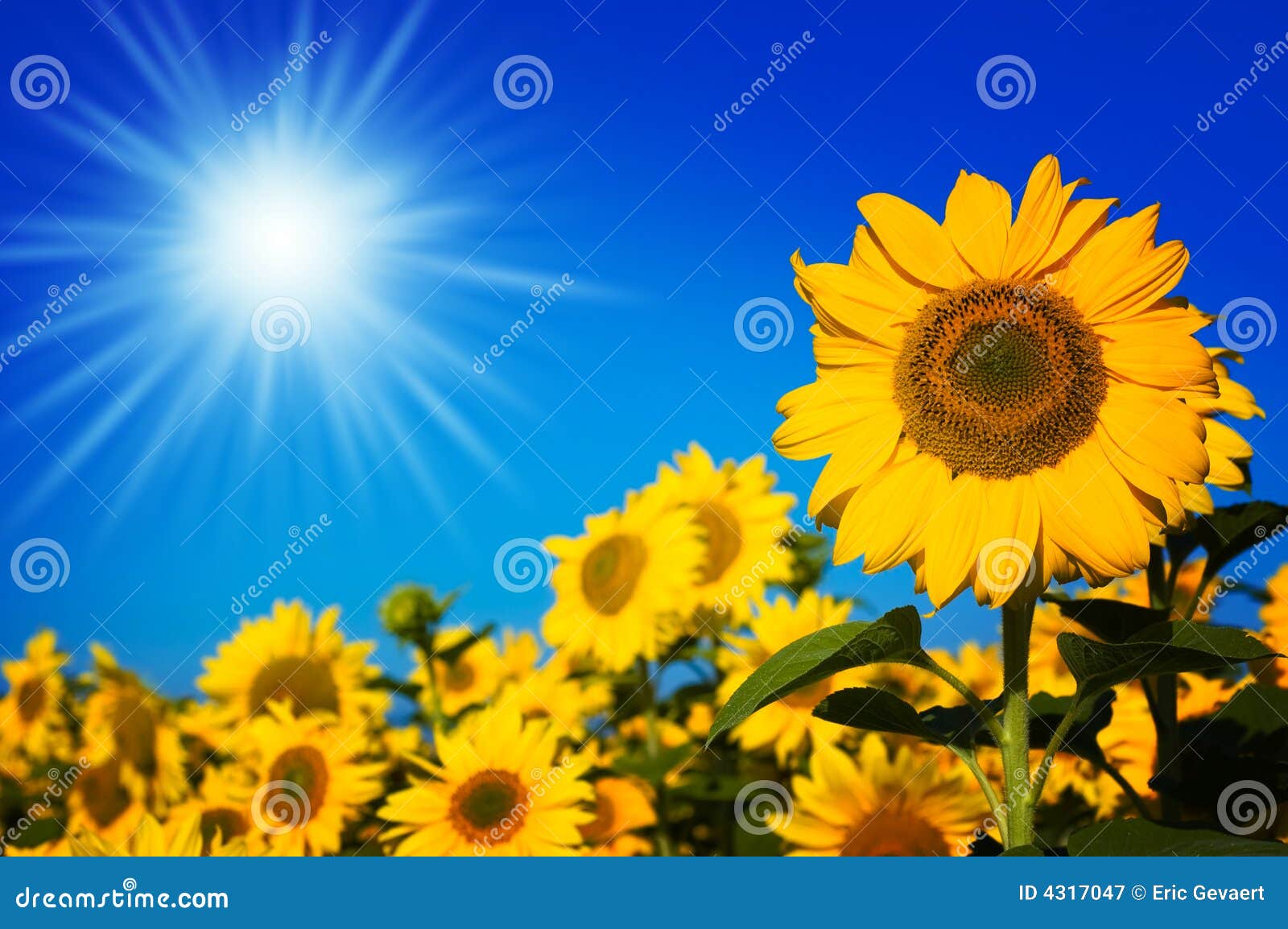 Beautiful Sunflowers In Spring Field And The Plant Of Sunflower Is ...