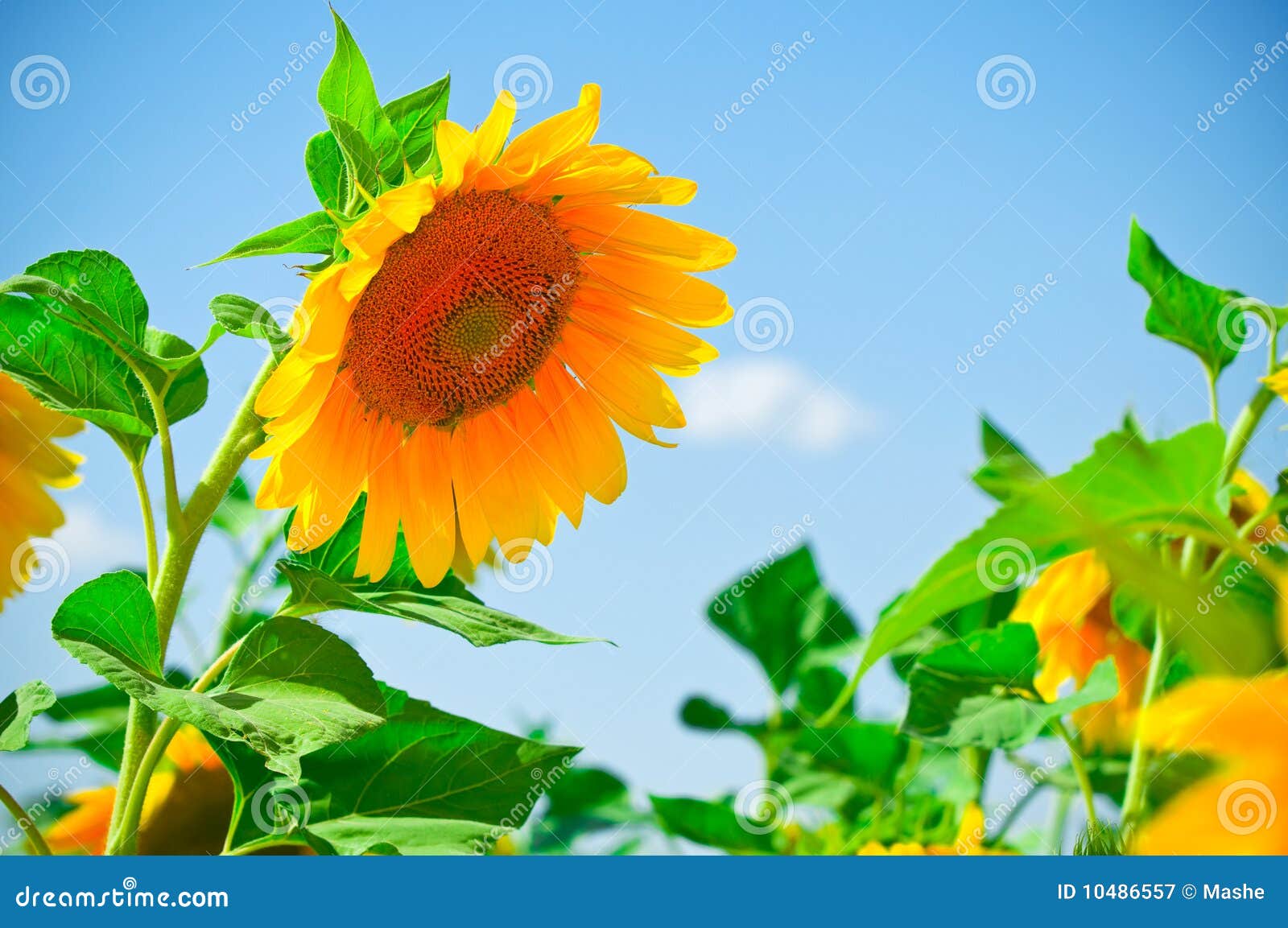 Beautiful Sunflowers with Blue Sky Stock Image - Image of botany ...
