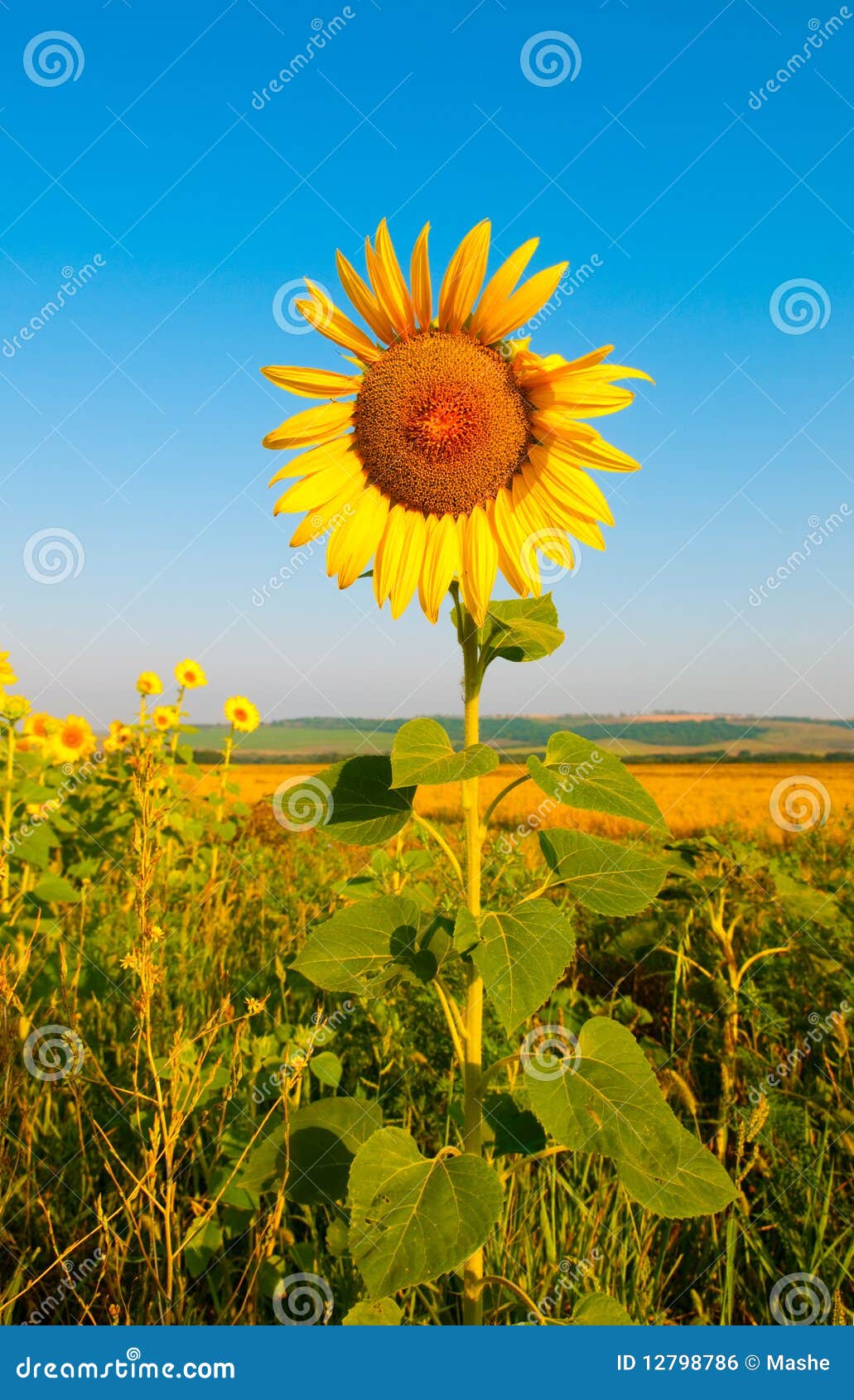 Beautiful Sunflowers with Blue Sky Stock Photo - Image of bright ...