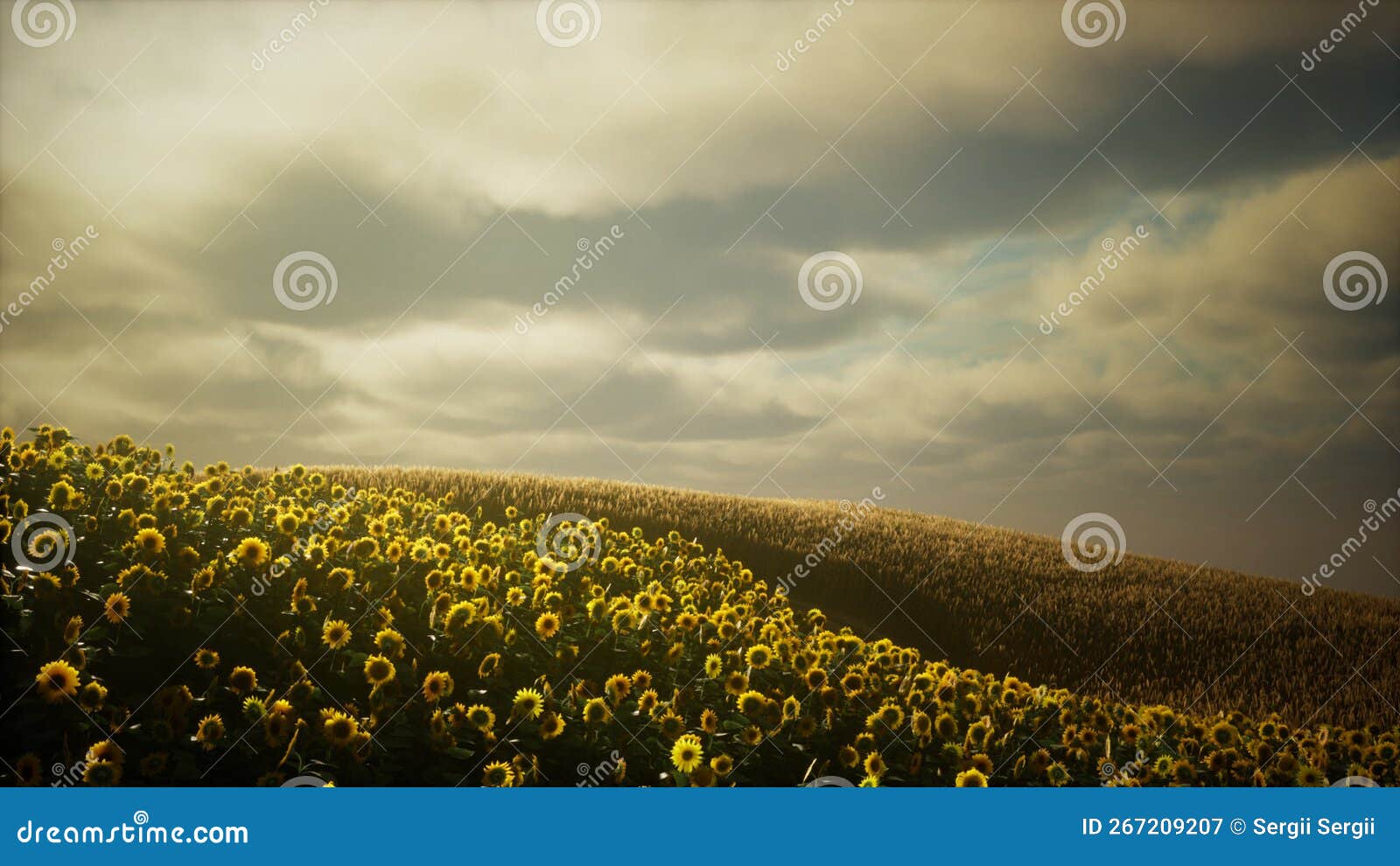 Texas Sunset Over Cacti Landscape Stock Illustration | CartoonDealer ...
