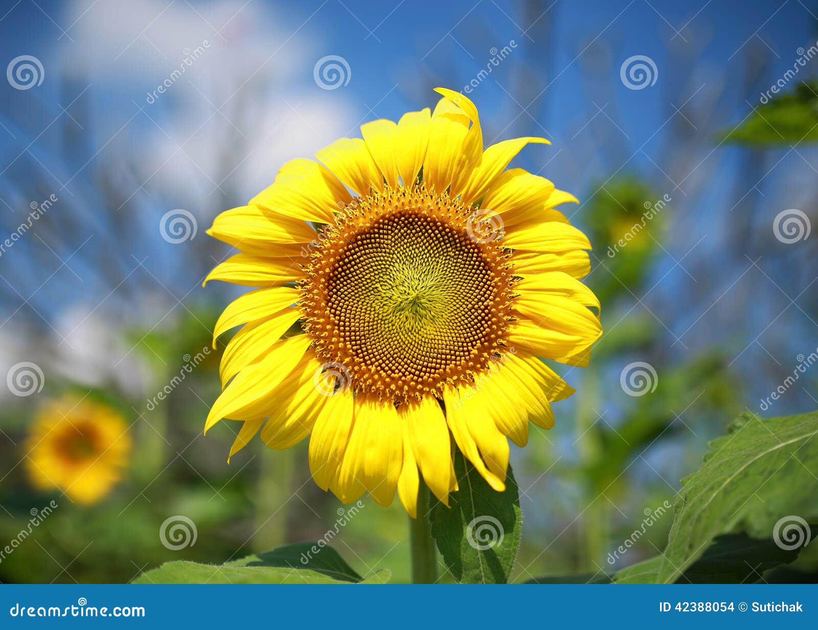 Beautiful sunflowers stock photo. Image of bright, natural - 42388054