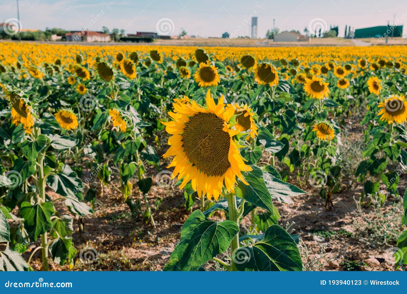 Beautiful Sunflowers Growing in the Sunny Field Stock Image - Image of ...