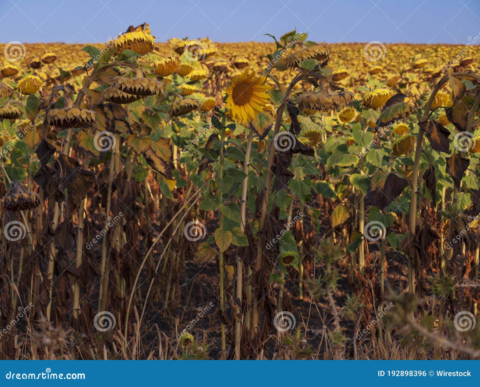 Beautiful Sunflowers Growing in the Valley Stock Photo - Image of color ...