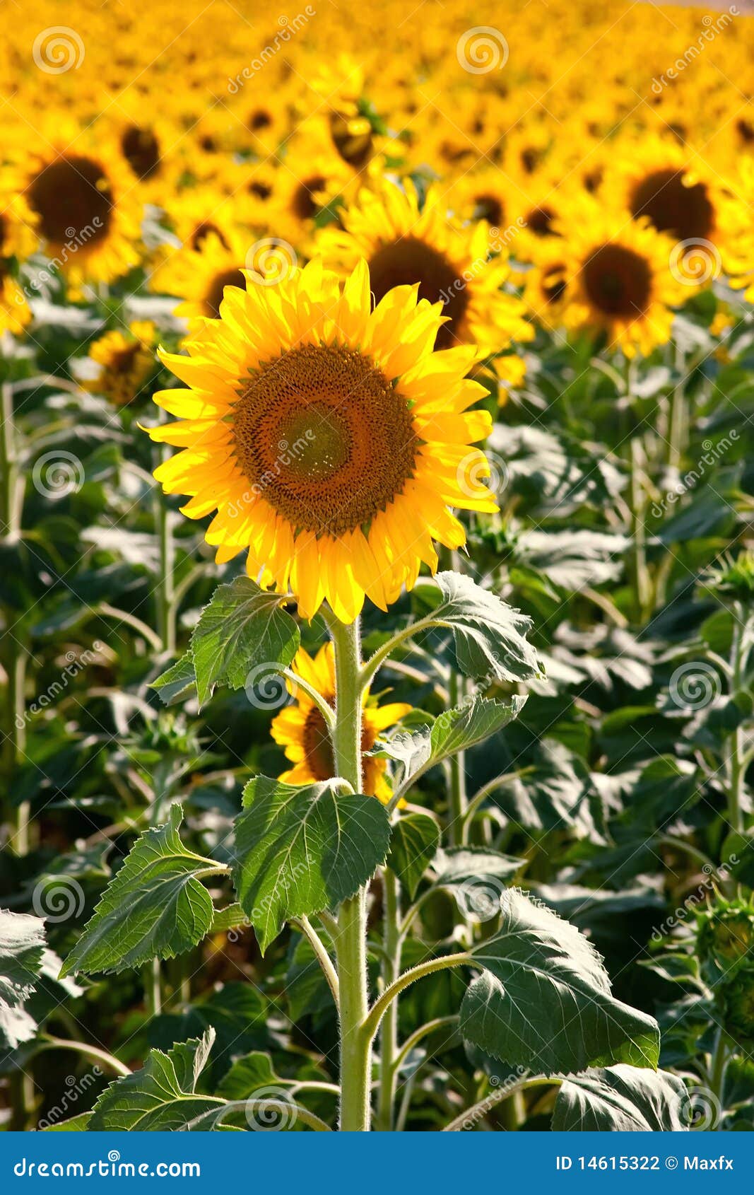 Beautiful Sunflowers during Summer Season Stock Photo - Image of yellow ...