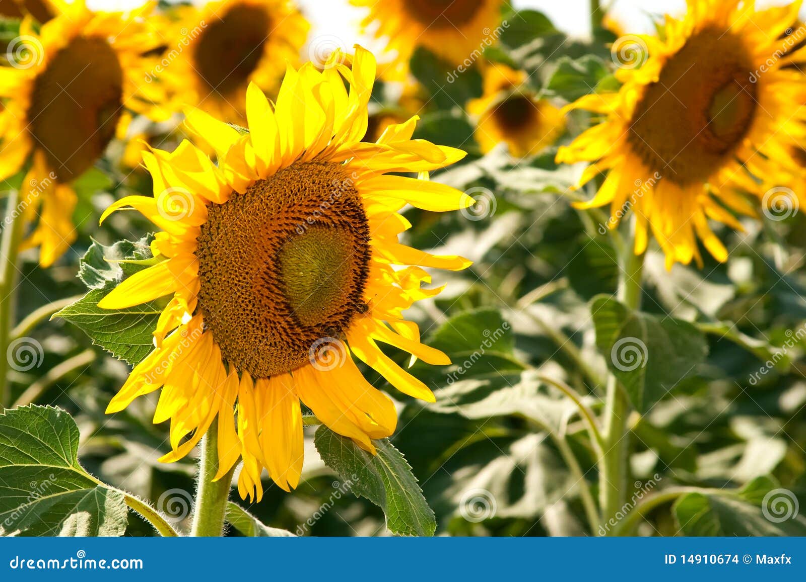 Beautiful Sunflowers in Summer Season Stock Photo - Image of summer ...