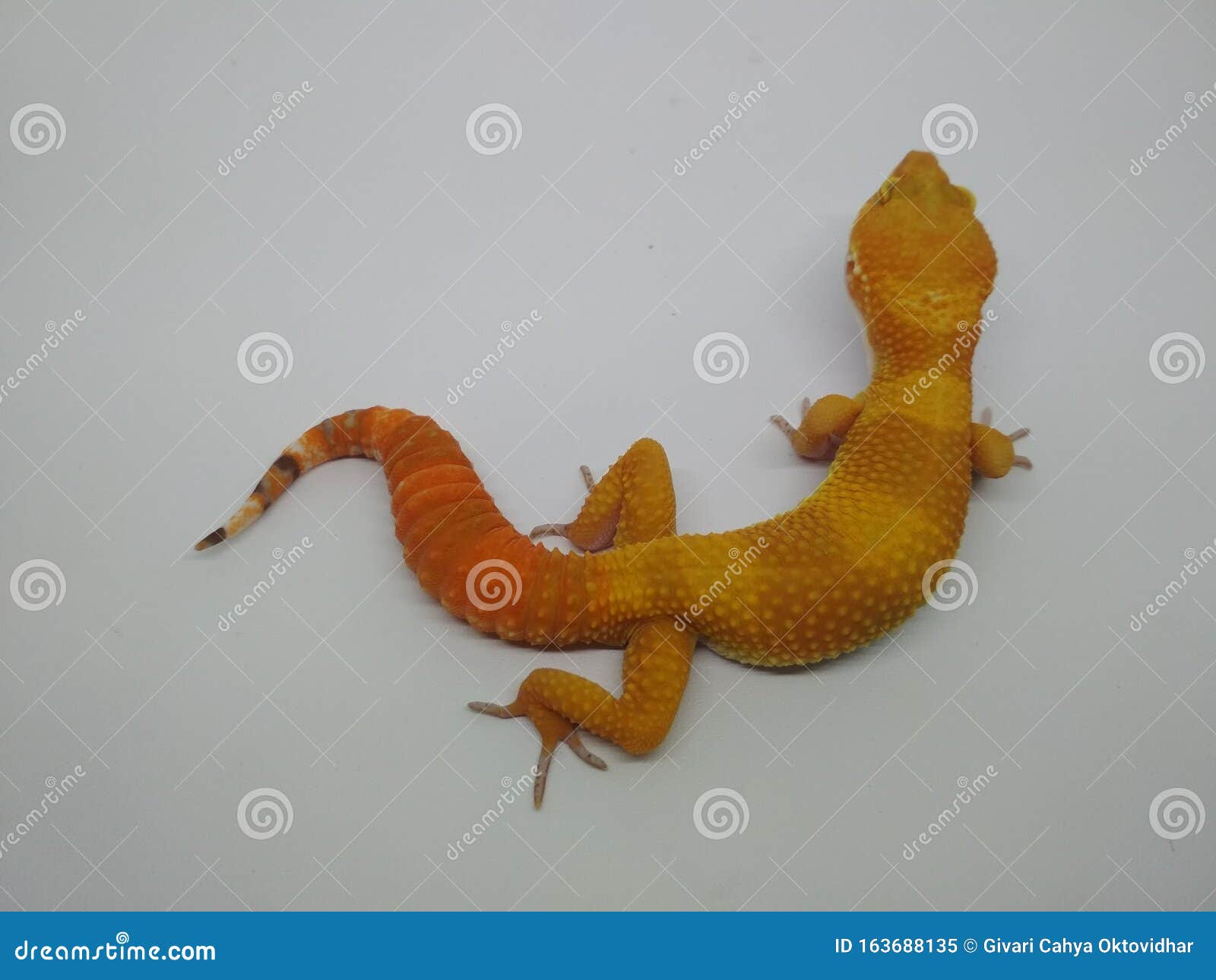 Beautiful Sunglow Leopard Gecko Stock Image - Image of beautiful ...