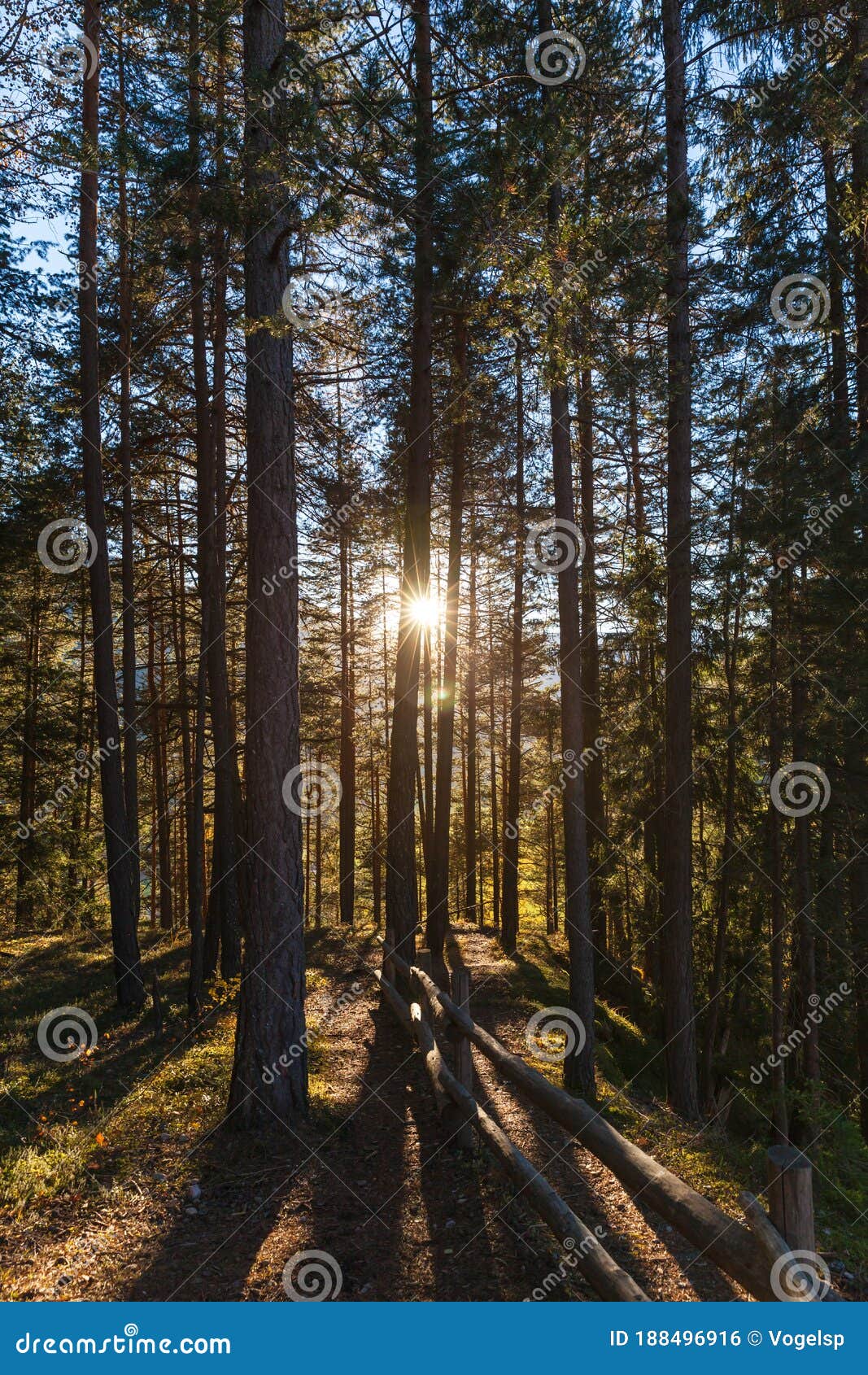 Sunlight through the Forest at Dusk Stock Photo - Image of fall ...