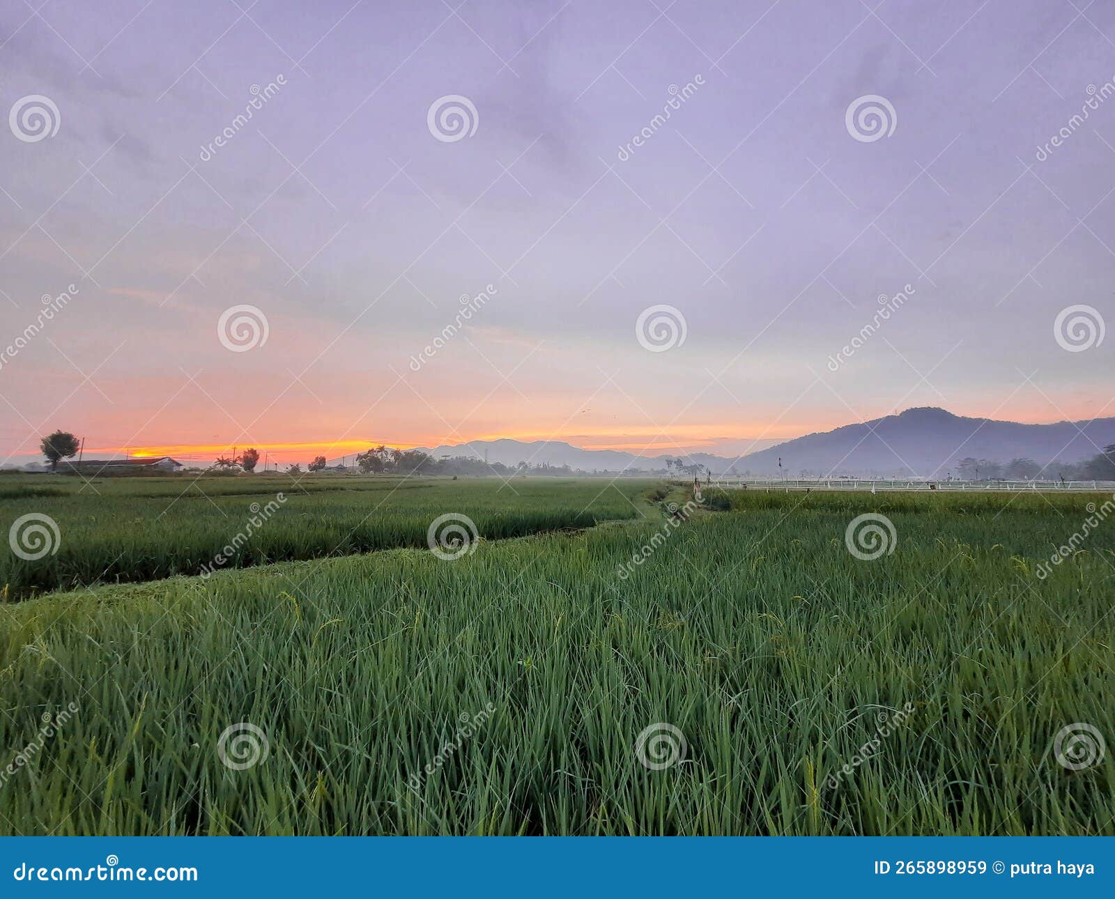 BEAUTIFUL SUNLIGHT , Rice Fields in the Morning, with Beautiful ...