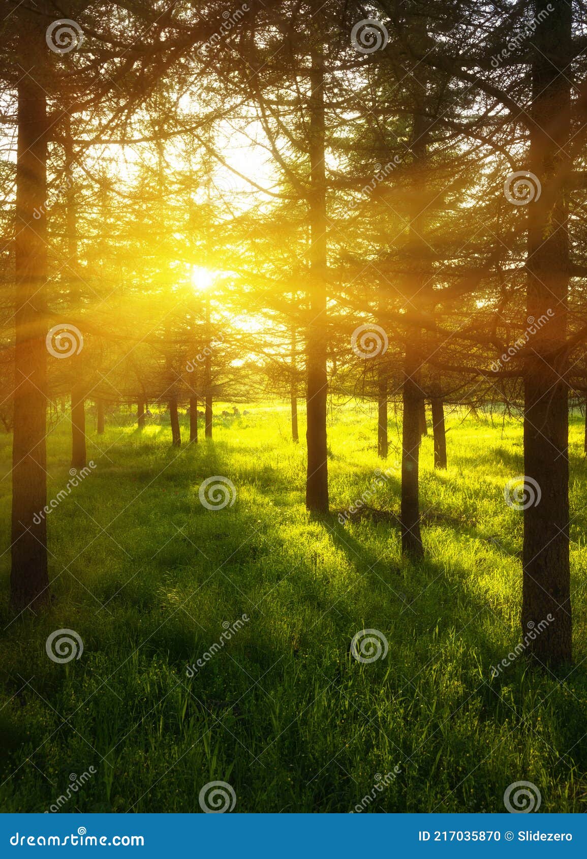 Beautiful Sunlight in Spring Forest , the Nature of Israel Stock Photo ...