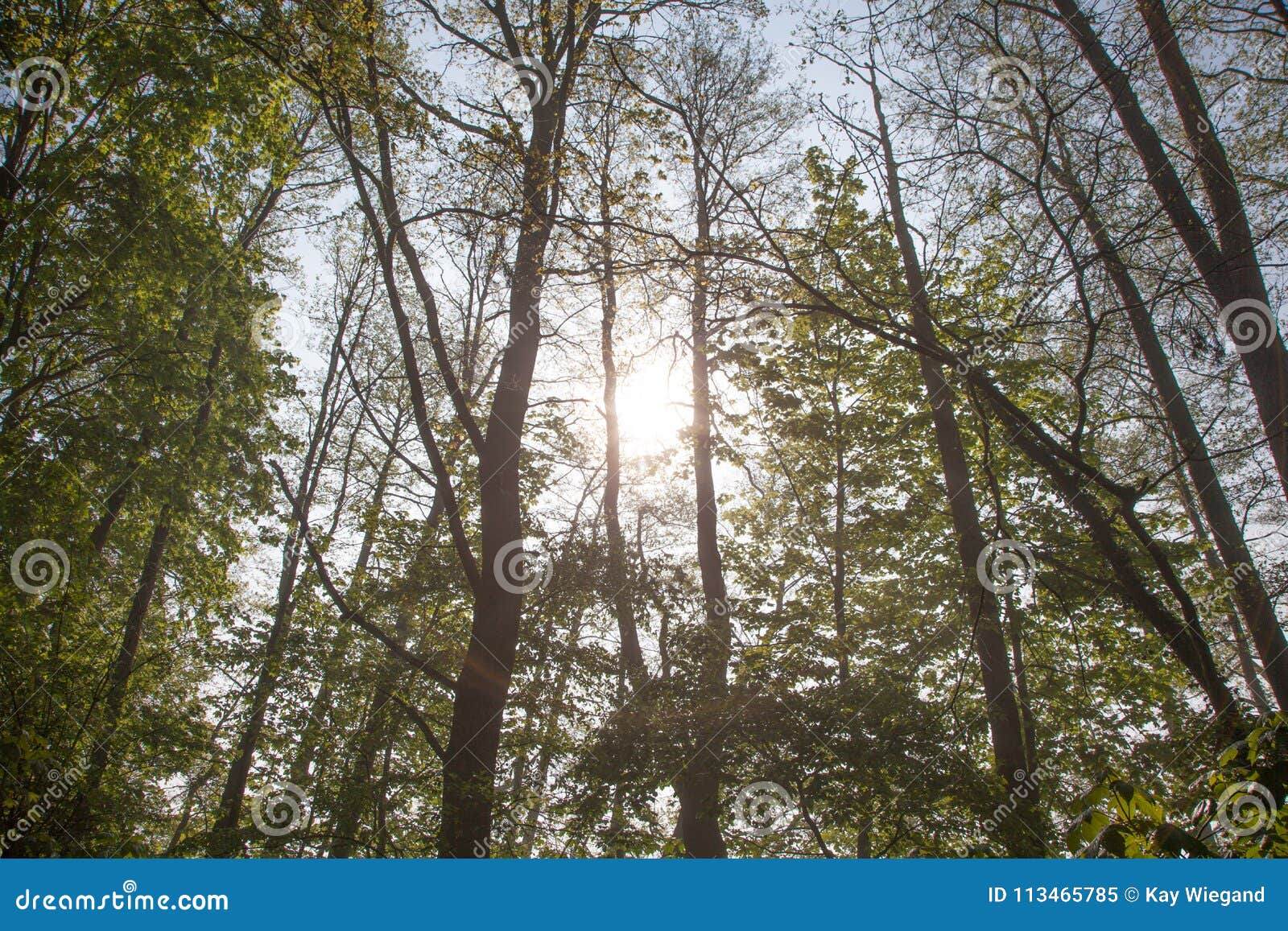 Beautiful Sunlight in Spring during a Forest Walk at the Lake Si Stock ...