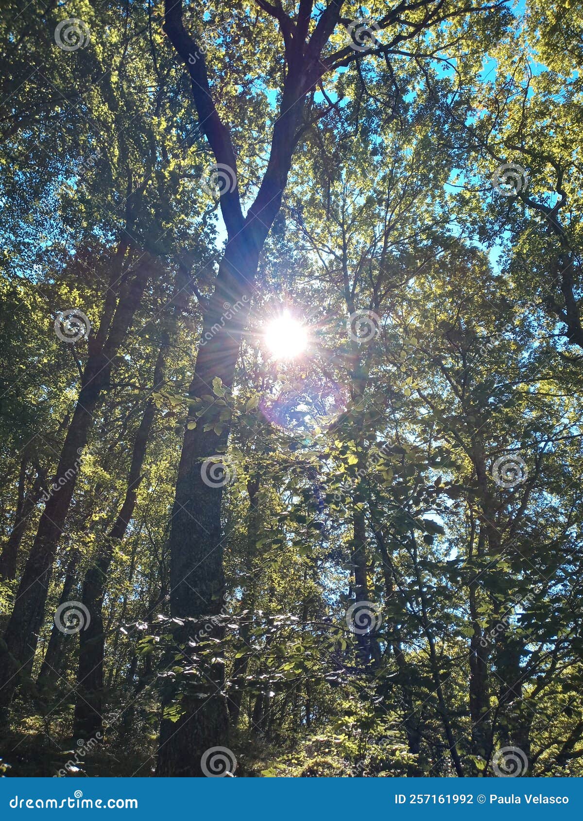 Beautiful Sunlight between the Trees in a Forest of Cantabria Stock ...