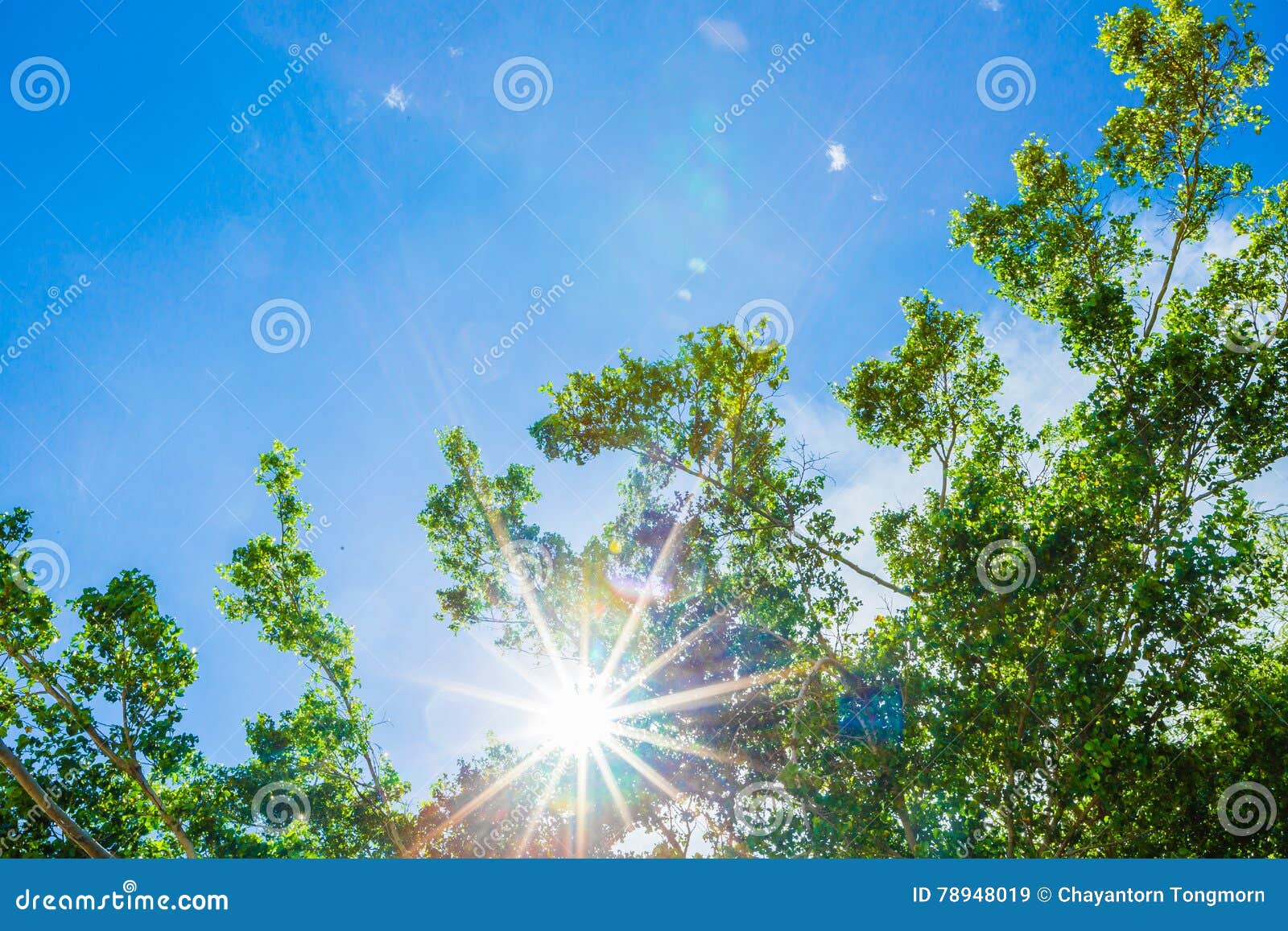 Beautiful Sunlight through Trees with Sky Blue. Stock Image - Image of ...
