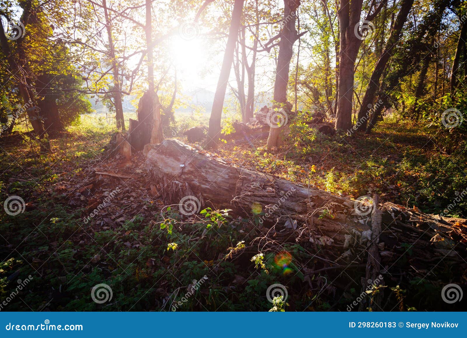 Beautiful Sunny Autumn Forest with Big Log Stock Image - Image of woods ...
