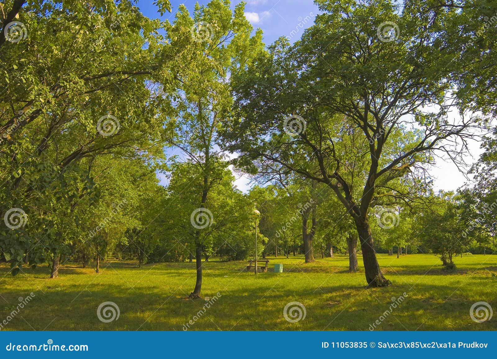 Beautiful Sunny Day in the Park Stock Image - Image of forest, sunny ...