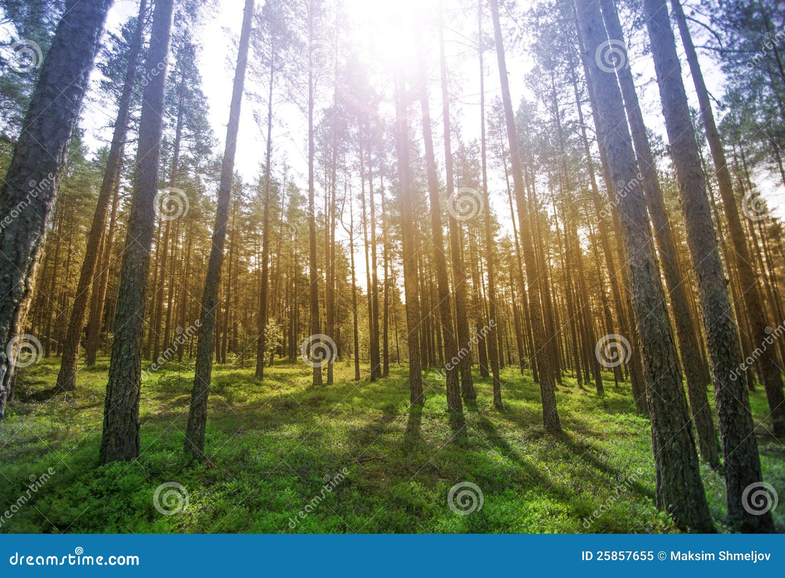 Sunny Forest Wood Trees Original Oil Painting. Road In Sun Summer ...