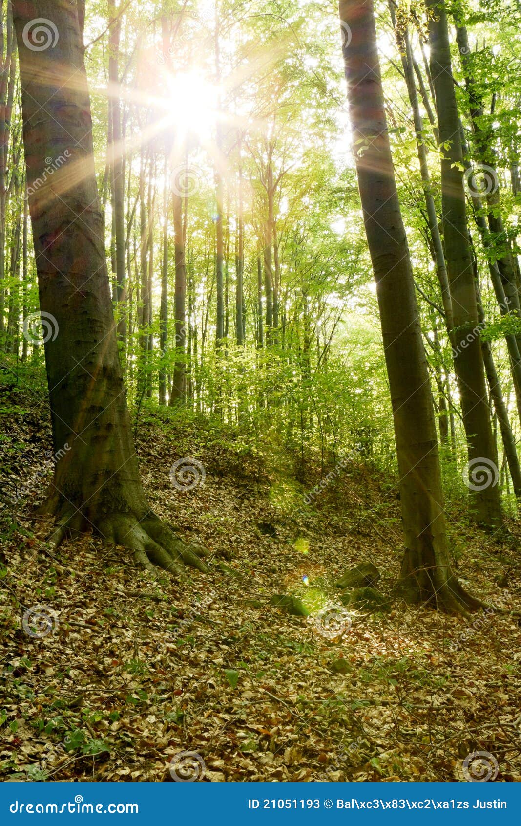 Beautiful Sunny Forest with High Trees. Stock Image - Image of mist ...