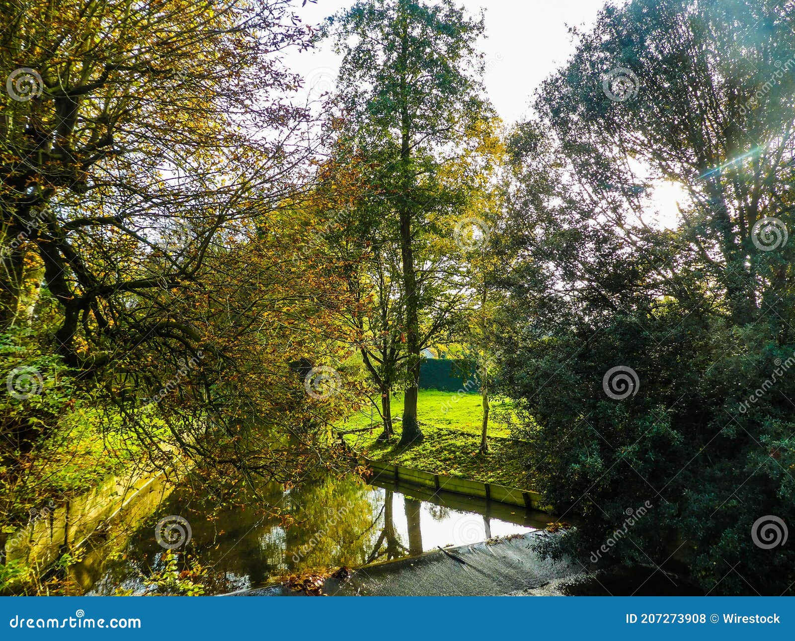 Beautiful Sunny Forest Landscape Stock Photo - Image of forest ...
