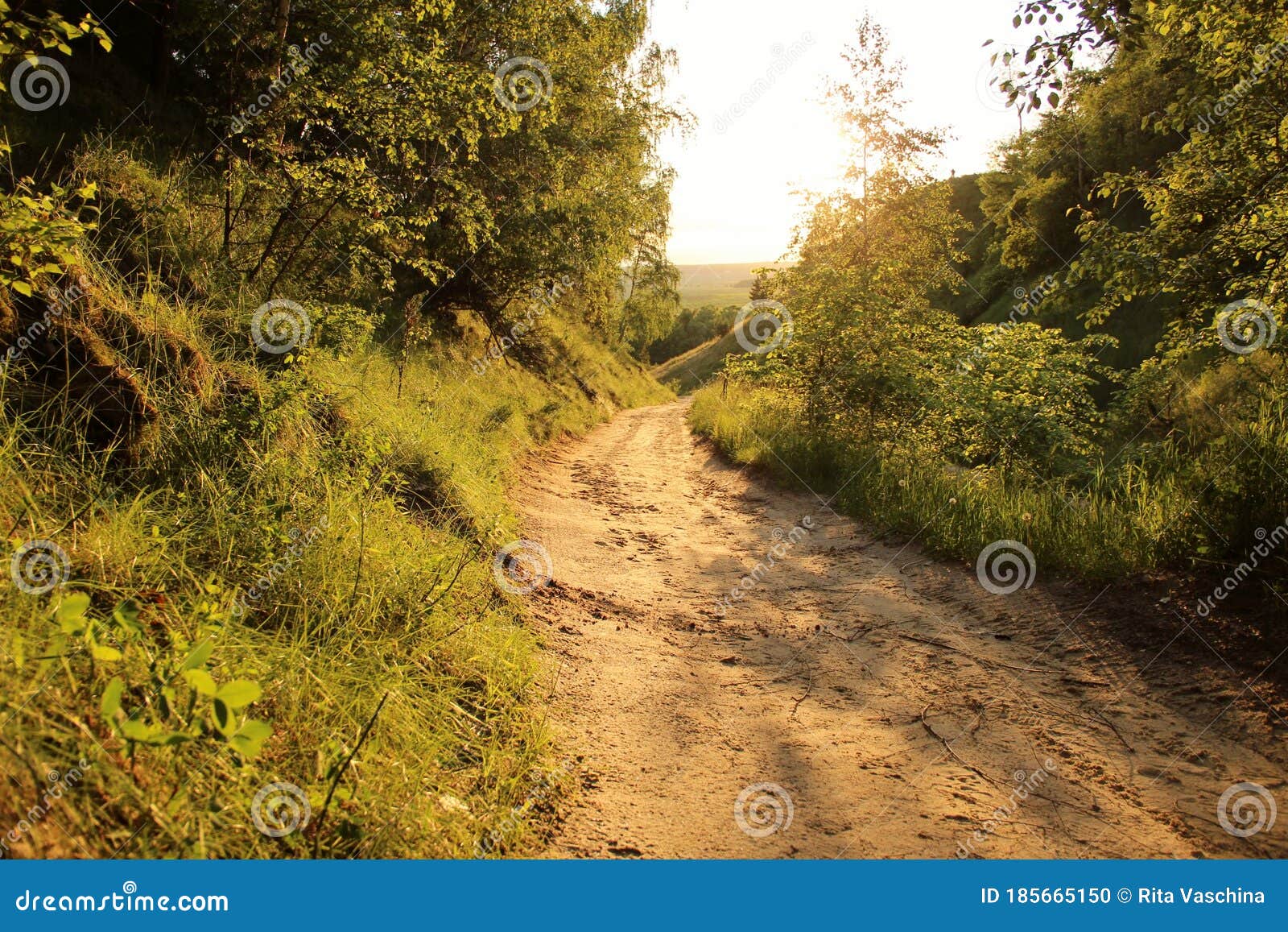 Beautiful Sunny Path in the Forest To the River. Warm Sunset in May ...