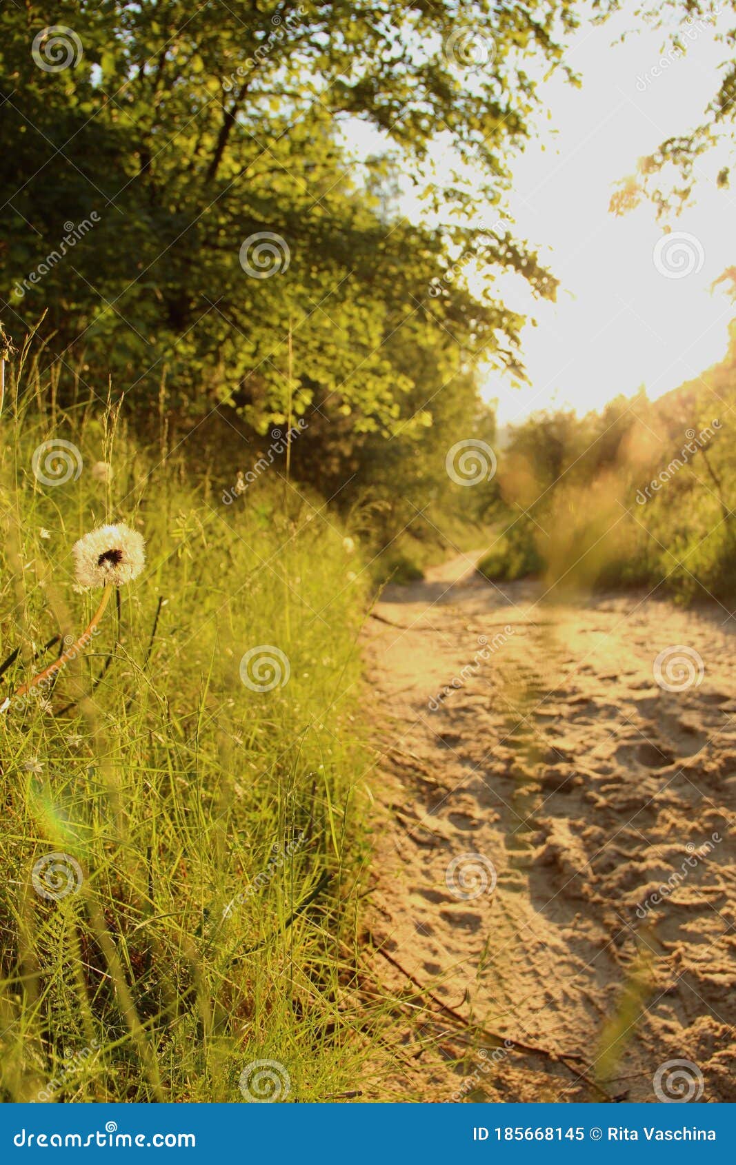 Beautiful Sunny Path in the Forest To the River. Warm Sunset in May ...