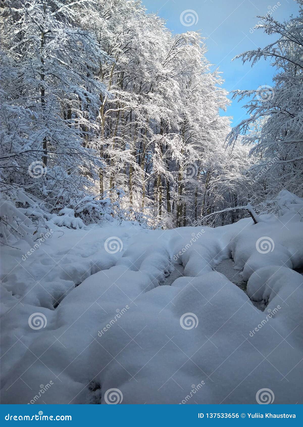 Beautiful Sunny Winter Landscape in the Forest Stock Photo - Image of ...