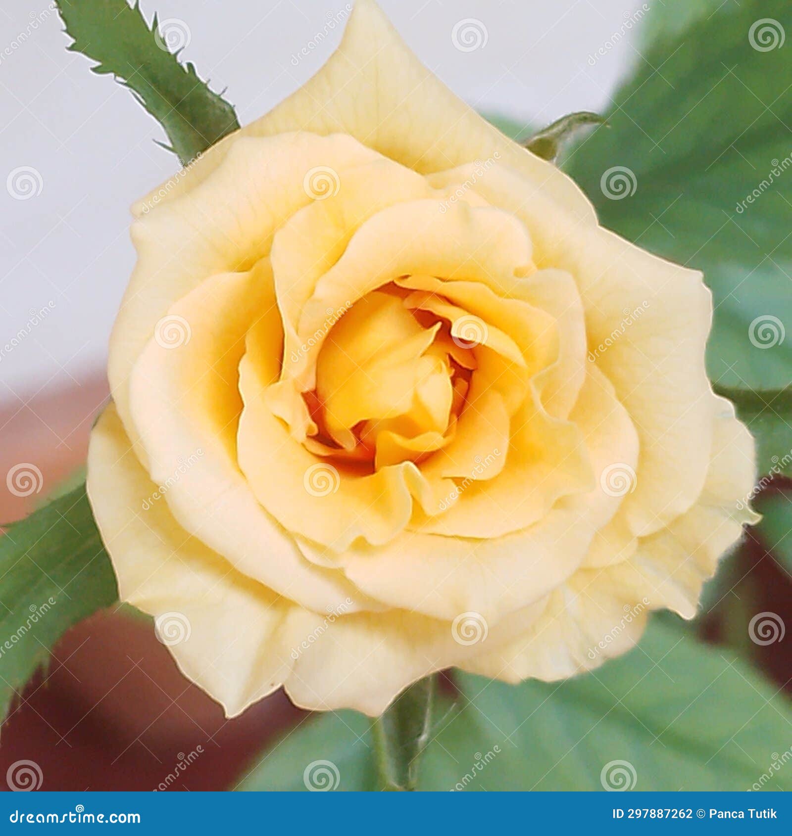 Beautiful Sunprite Rose is Blooming Stock Photo - Image of beautiful ...