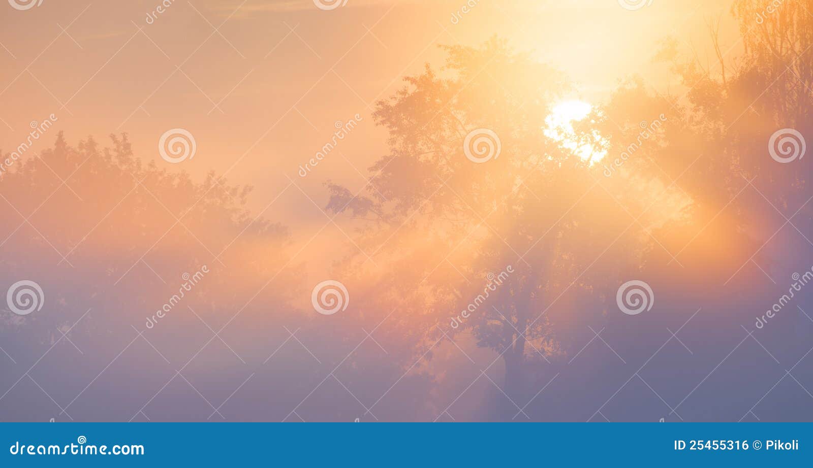 Beautiful Sunrays Shining through Trees in Fog. Stock Photo - Image of ...