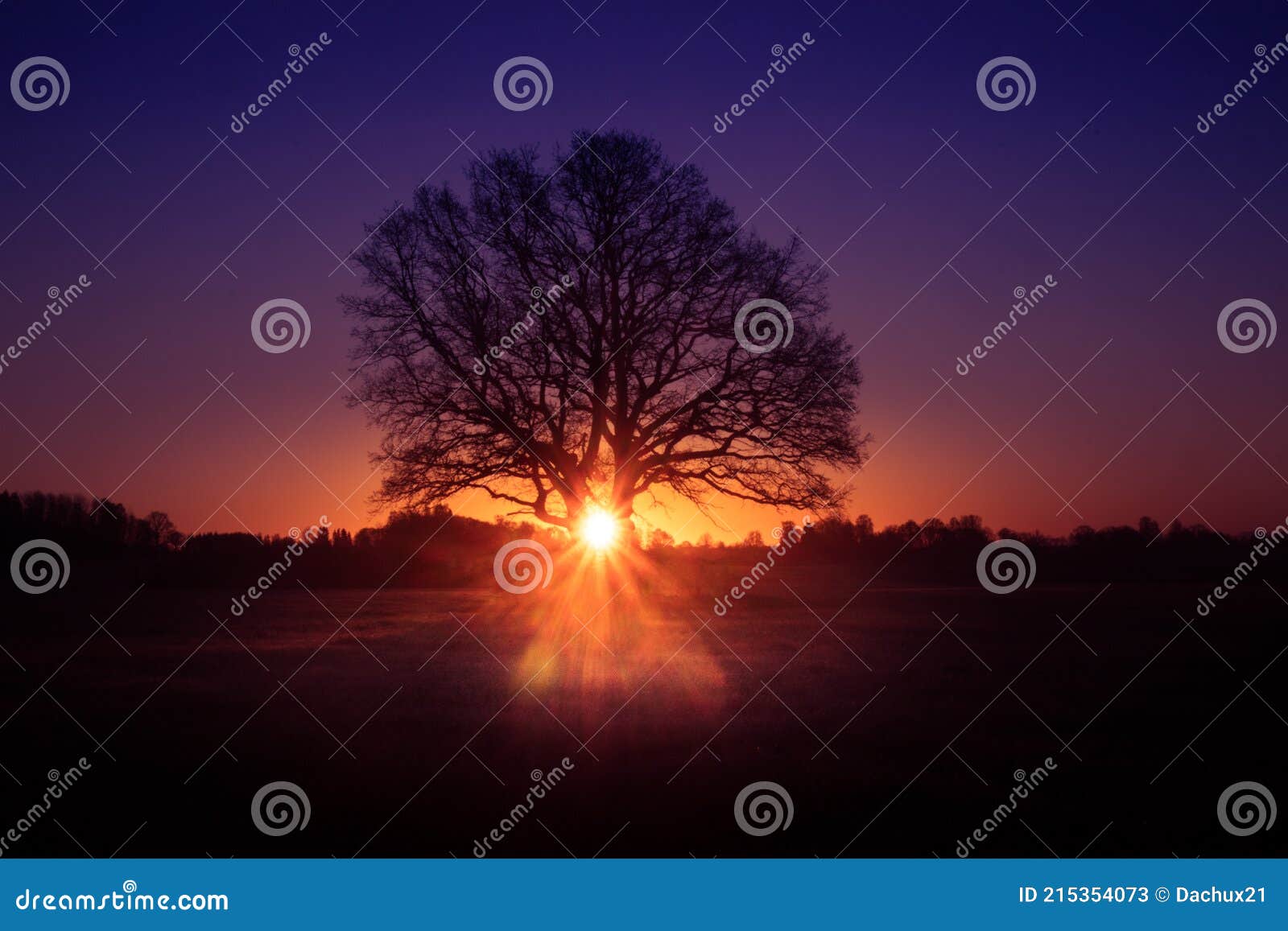 A Beautiful Sunrise Behind the Large Oak Trees in Spring. Bare Tree ...