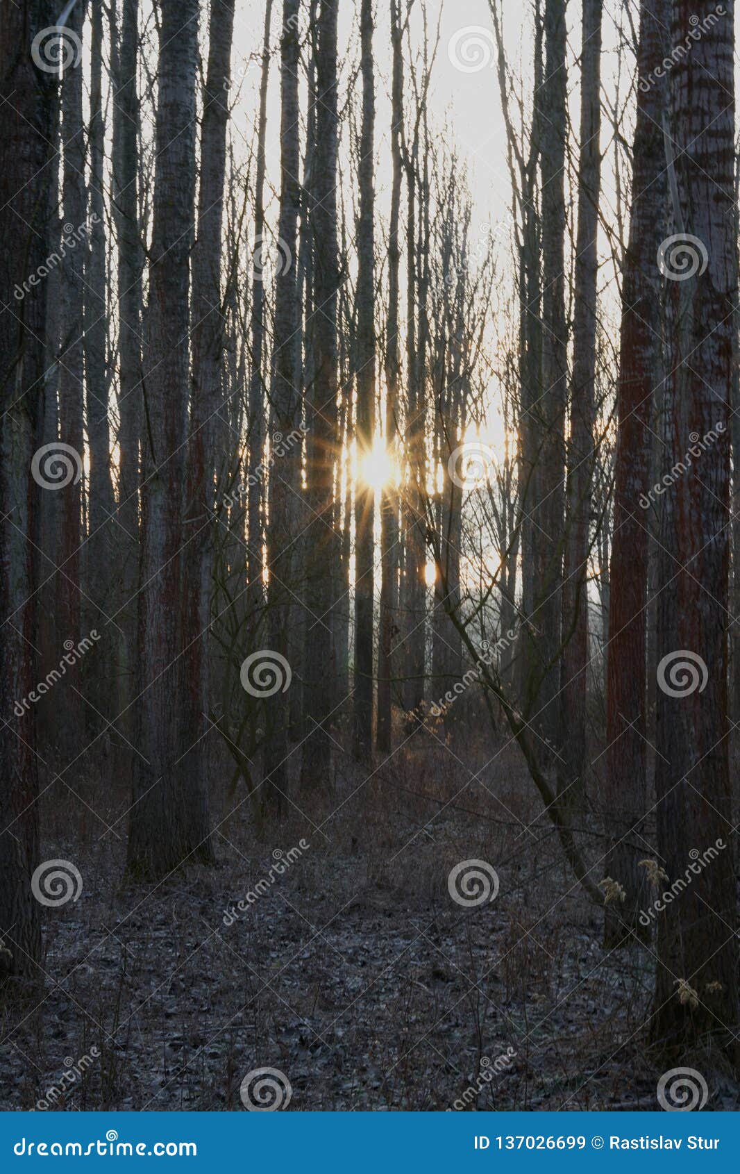 Beautiful Sunrise in the Forest Stock Image - Image of morning, brown ...