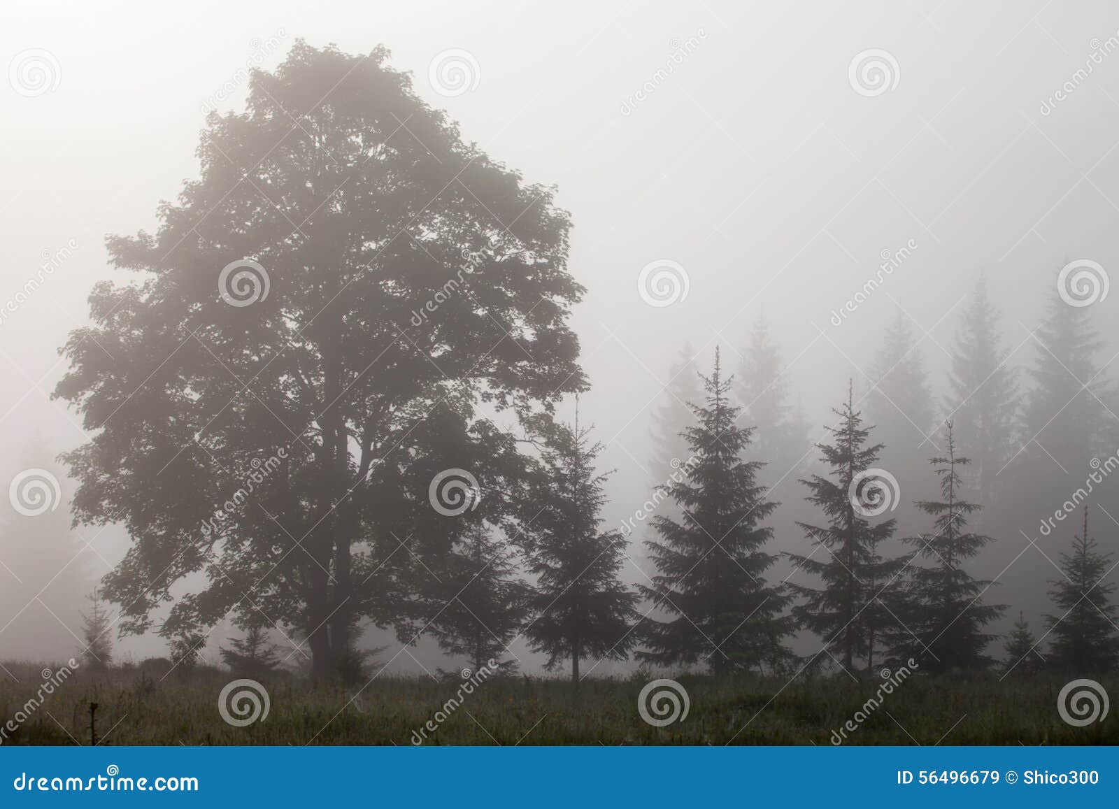 Beautiful Sunrise with the Morning Mist Stock Image - Image of nature ...