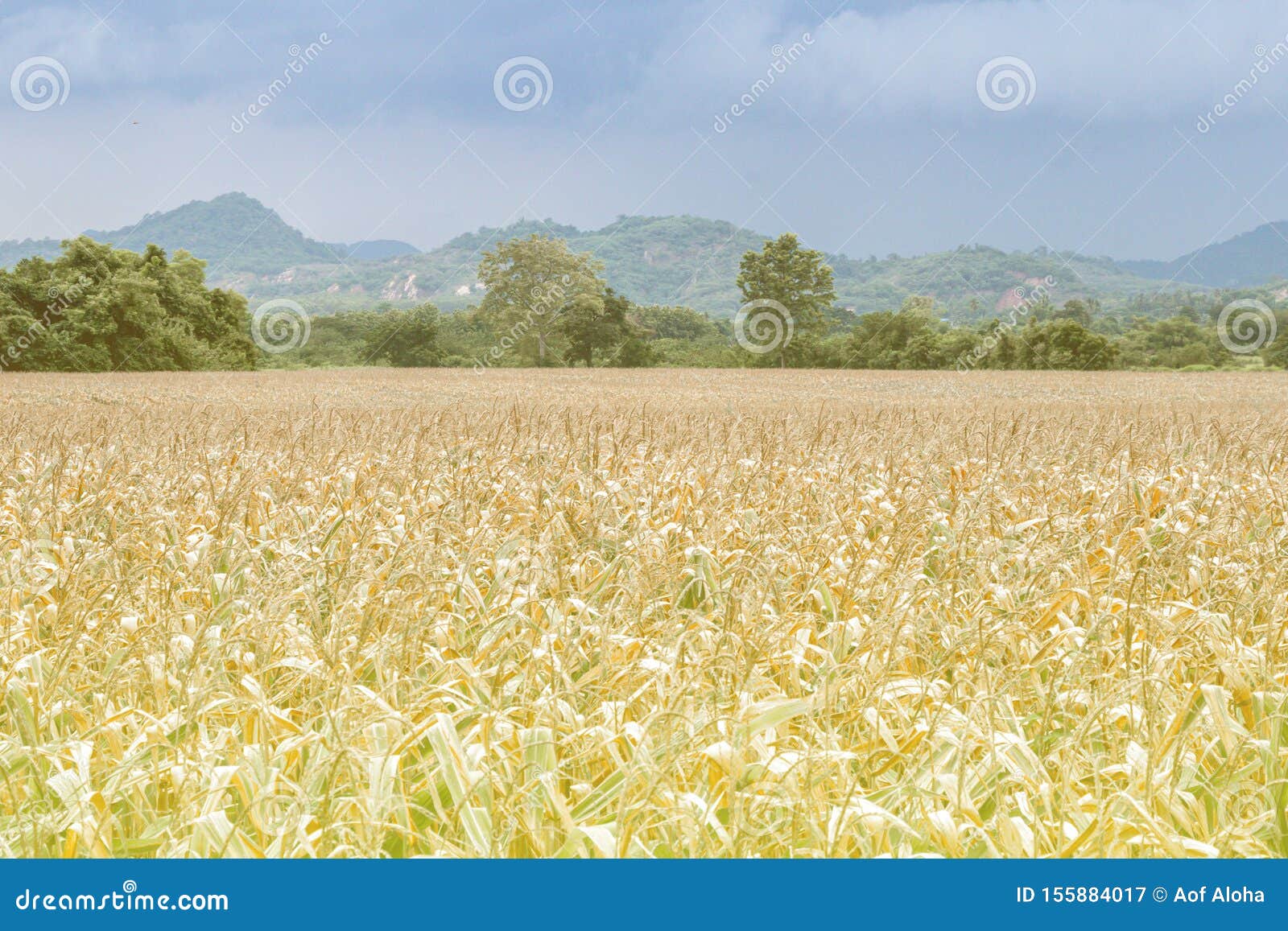 Beautiful Sunrise Over the Corn Field.Corn Field Warm Tone Light. Stock ...
