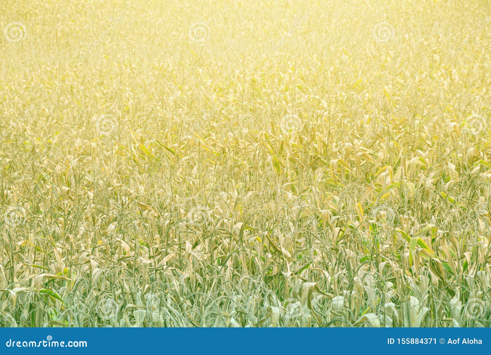 Beautiful Sunrise Over the Corn Field.Corn Field Warm Tone Light. Stock ...