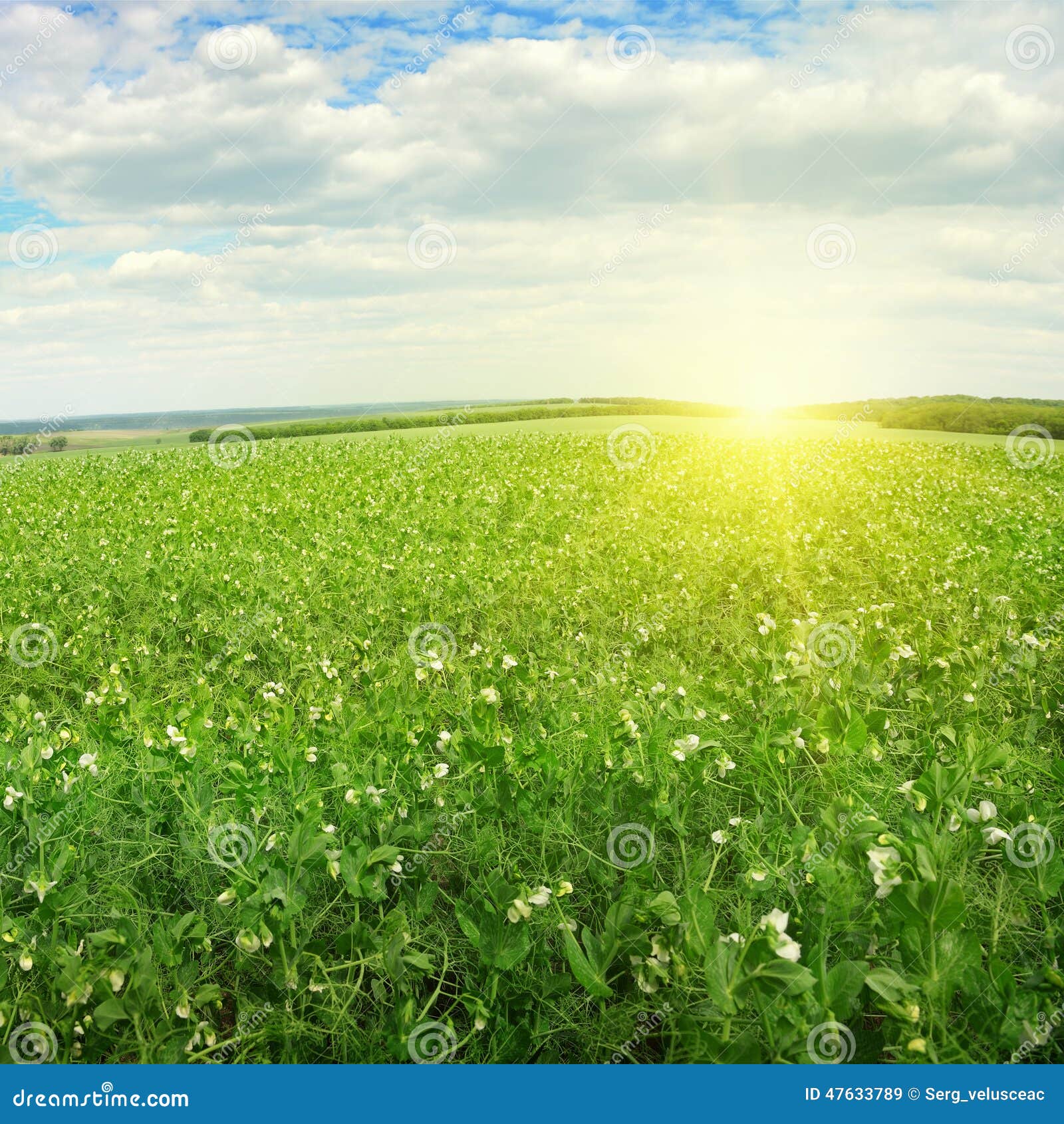 Beautiful Sunrise Over Field Stock Image - Image of outdoor, grassland ...