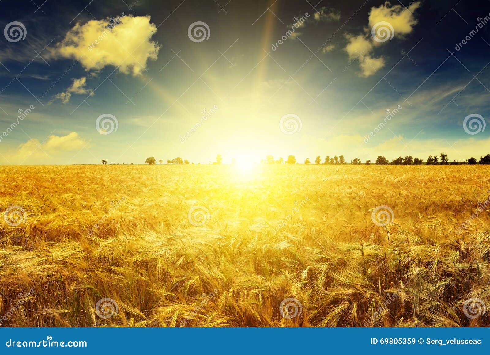 Beautiful sunrise stock image. Image of plant, autumn - 69805359