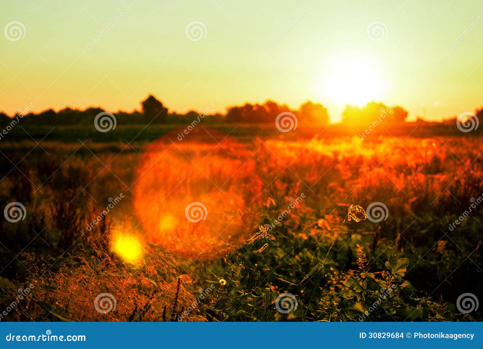 Beautiful Sunrise Over a Green Field Stock Photo - Image of grass ...