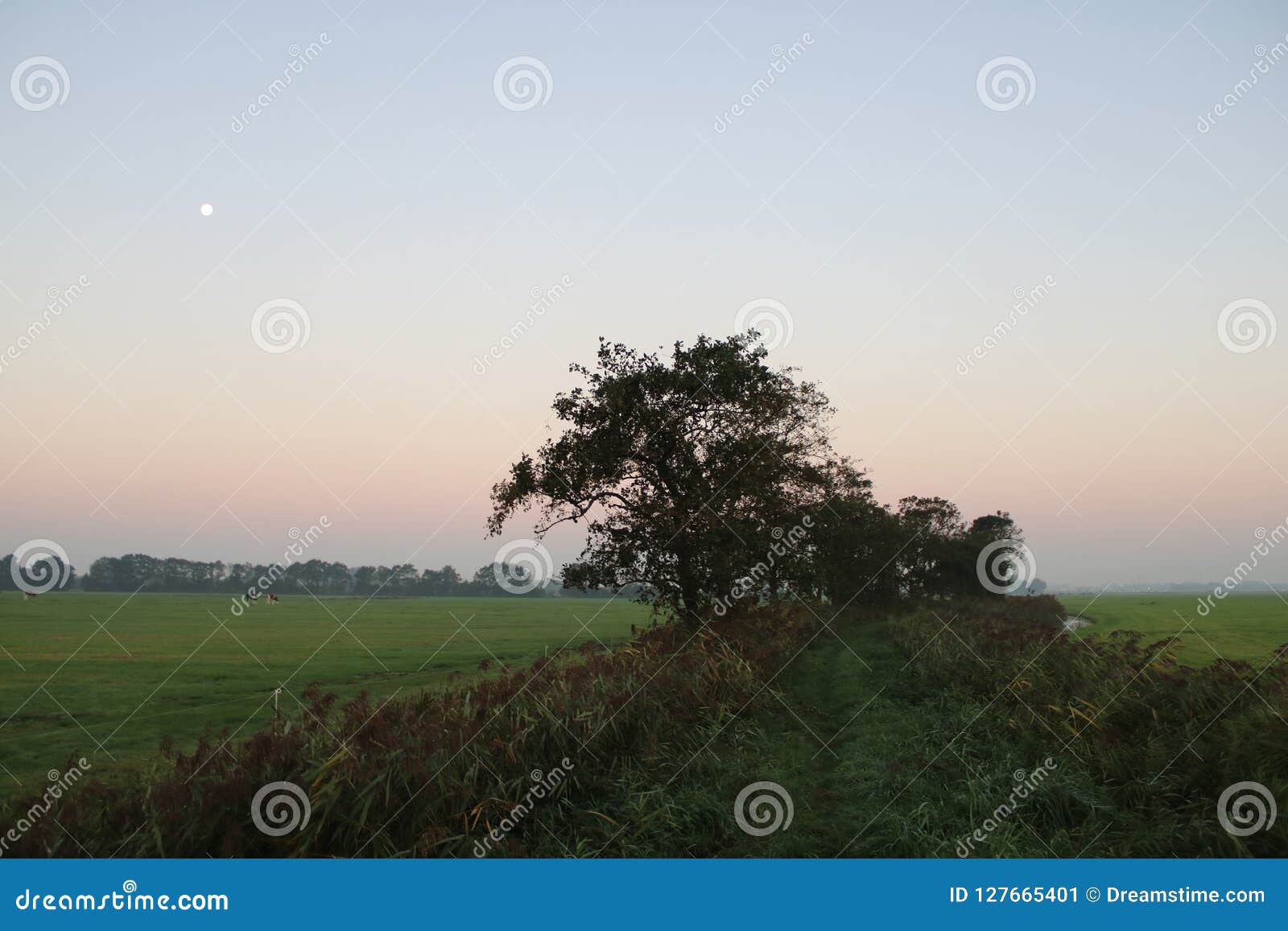 Beautiful Sunrise Over the Meadow Stock Image - Image of walk, tree ...