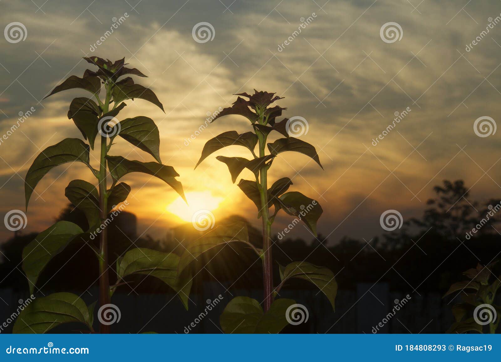 Beautiful Sunrise with Rays Beam of Lights Stock Image - Image of ...